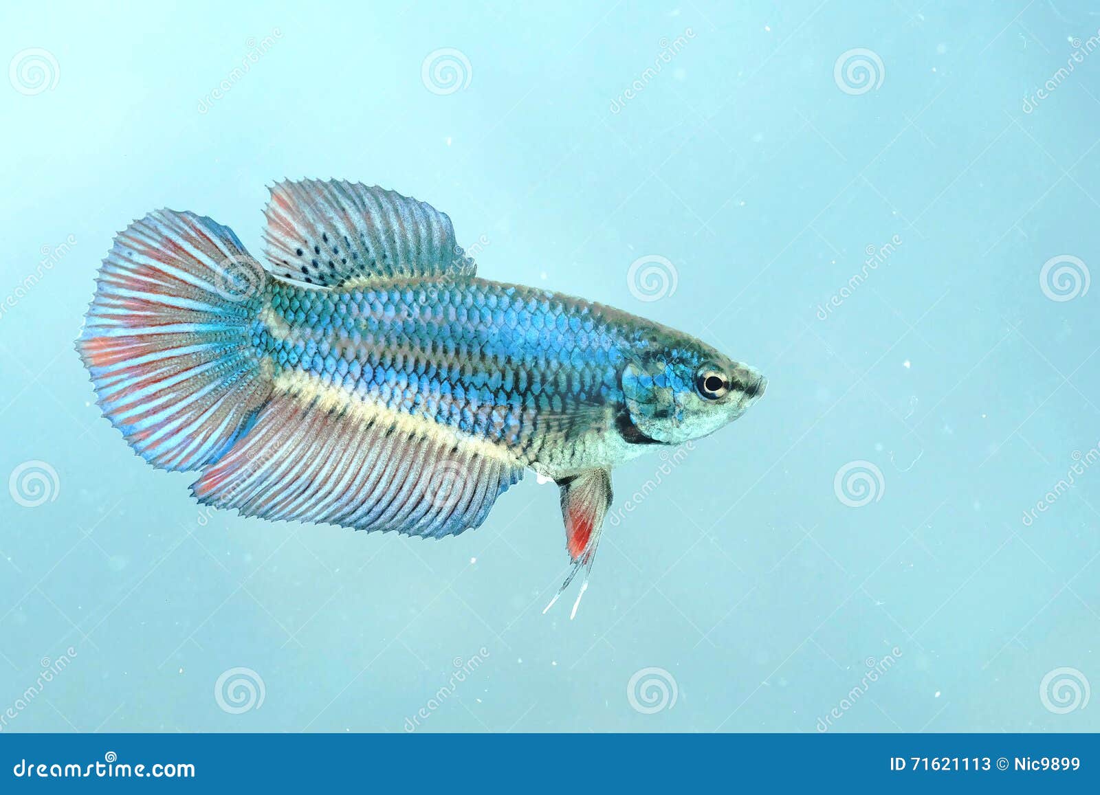 Portrait of a Female Fighting Fish Stock Image - Image of action ...