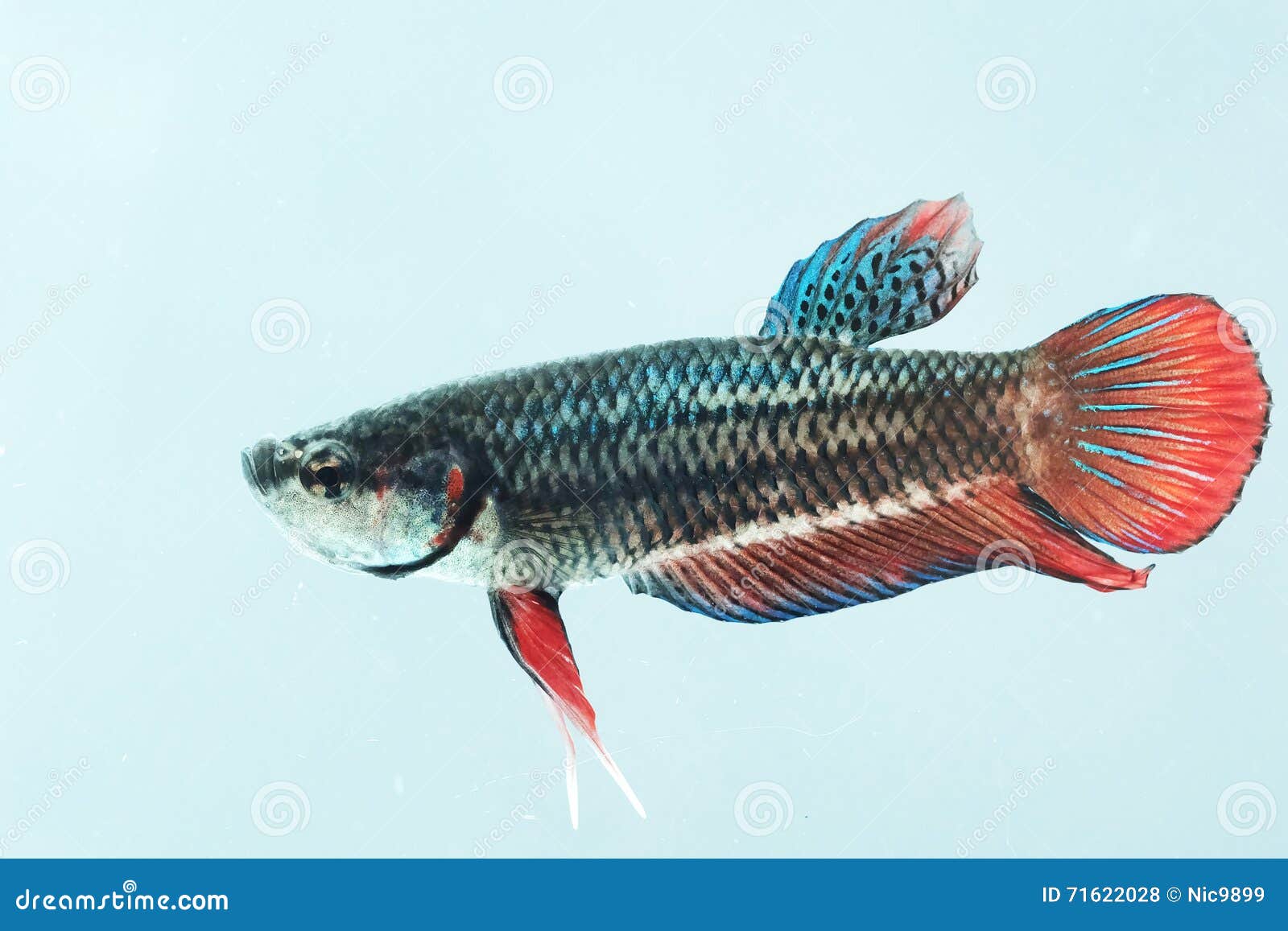 Portrait of a Female Fighting Fish Stock Photo - Image of blue, pattern ...