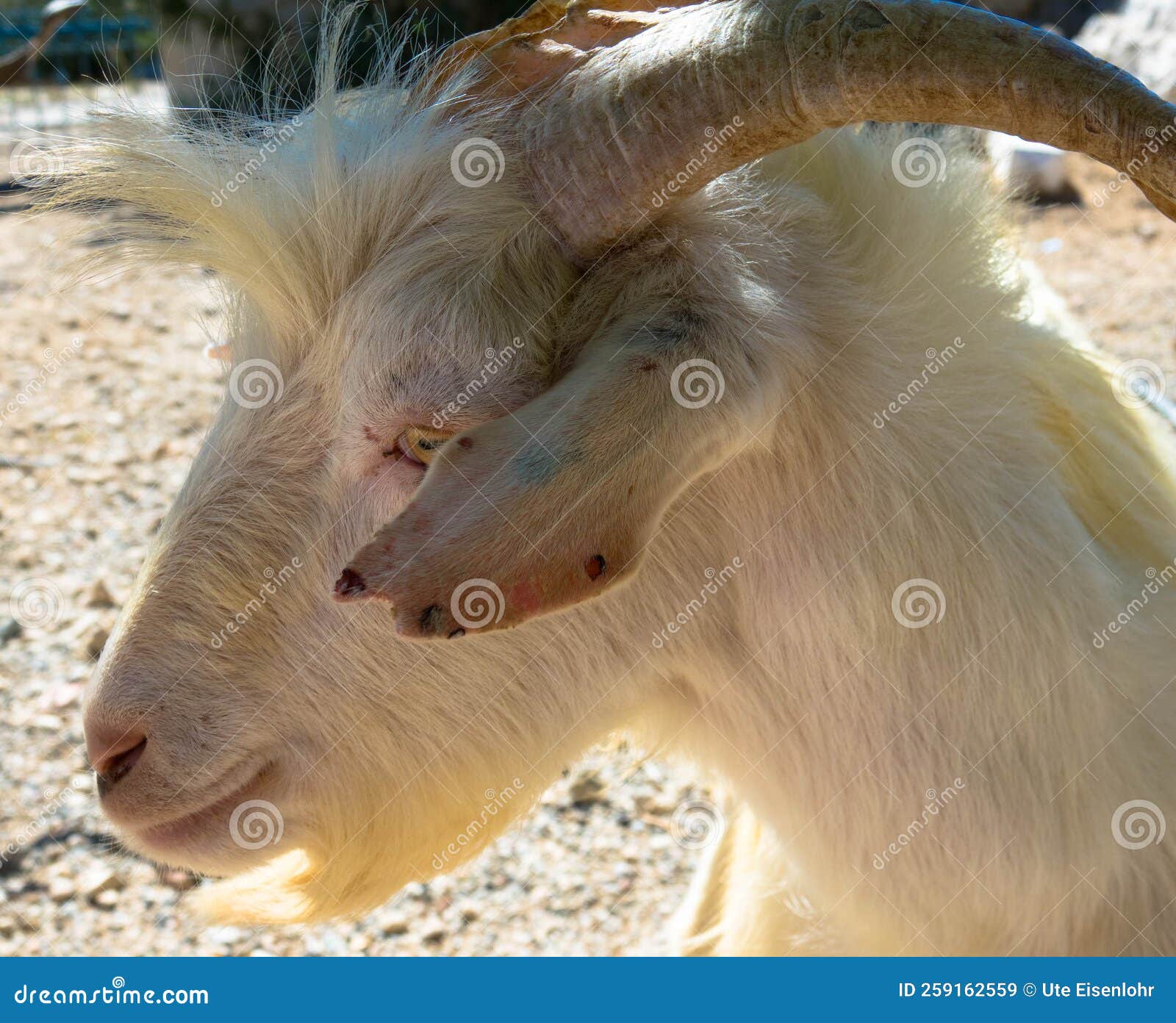 Portrait of a female goat. stock image. Image of head - 259162559