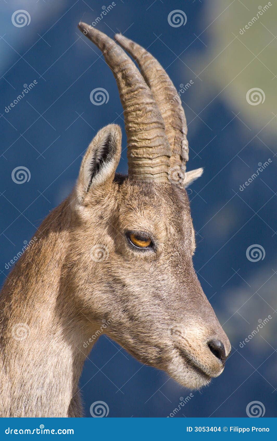 Portrait of a female Ibex stock photo. Image of girl, calm - 3053404