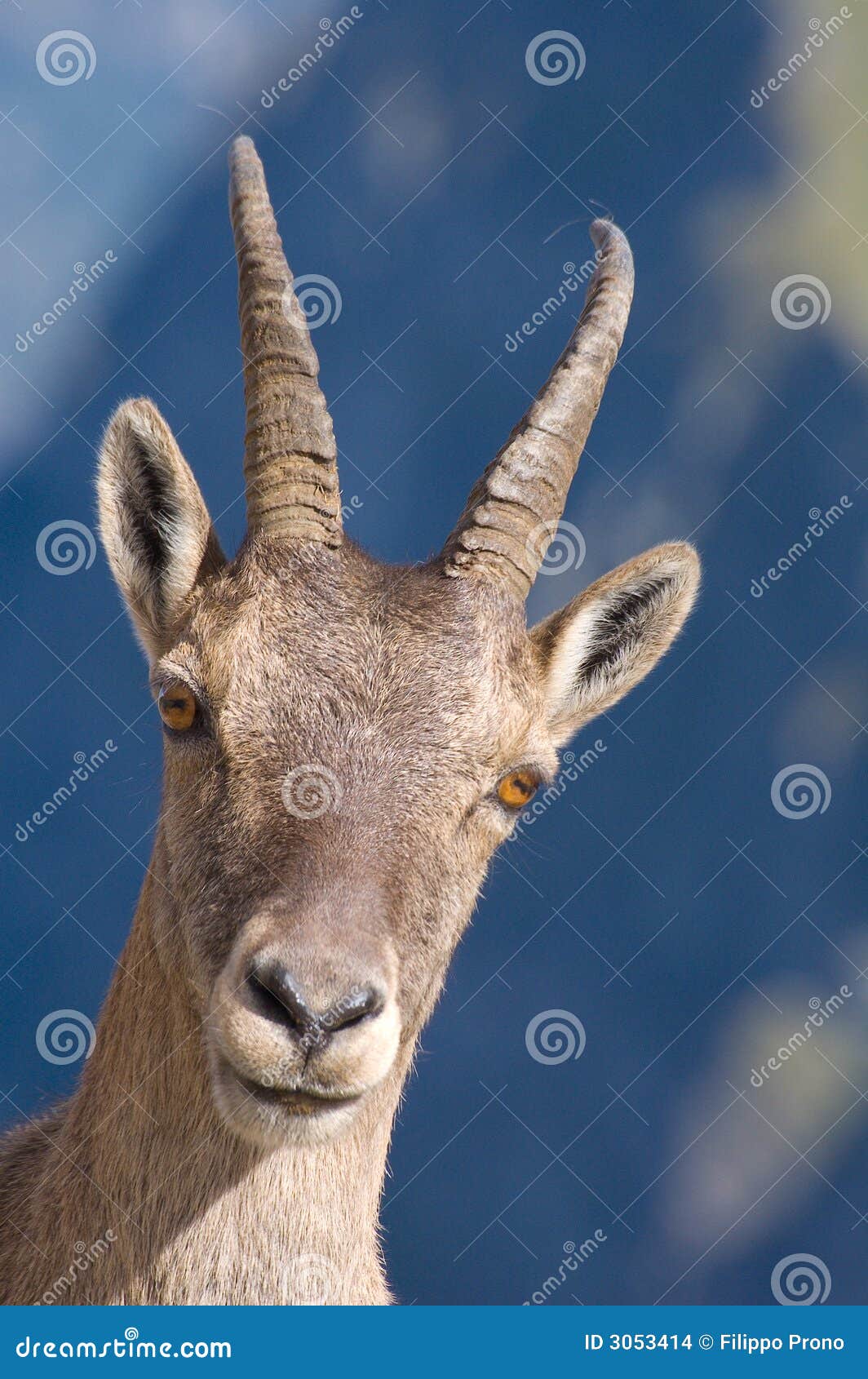 Portrait of female ibex stock photo. Image of details - 3053414