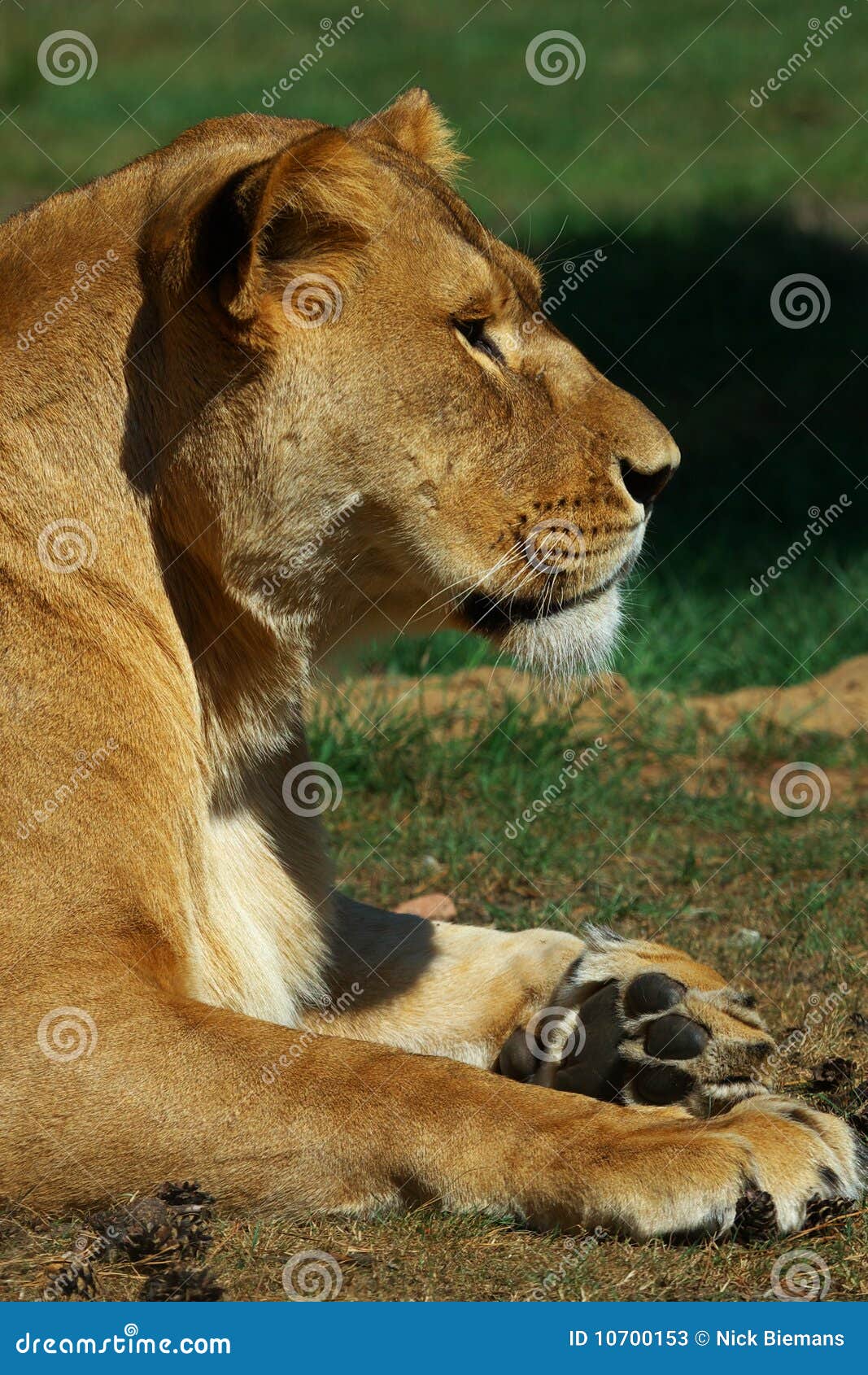 Portrait of a female lion stock image. Image of portrait - 10700153