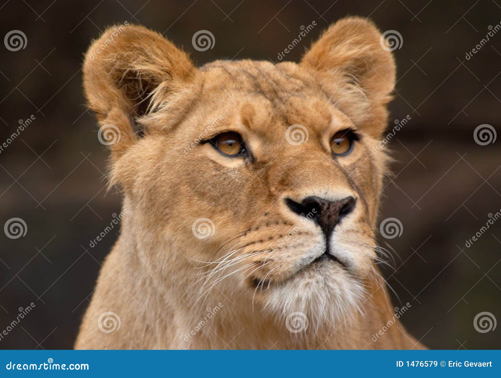 Female Lion Or Lioness Panthera Leo, An African Lion Lying On A Dark ...