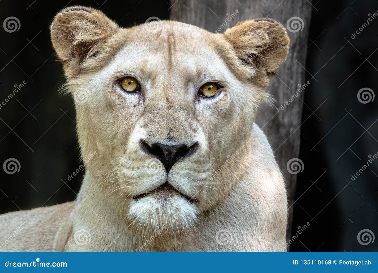 Portrait of Female Lion stock photo. Image of female - 135110168