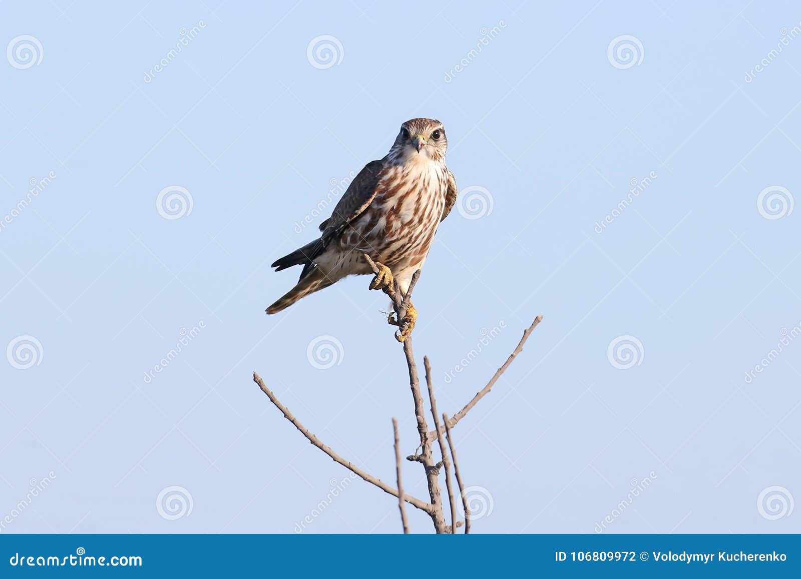 Portrait of a Female Merlin Stock Photo - Image of predator, wildlife ...