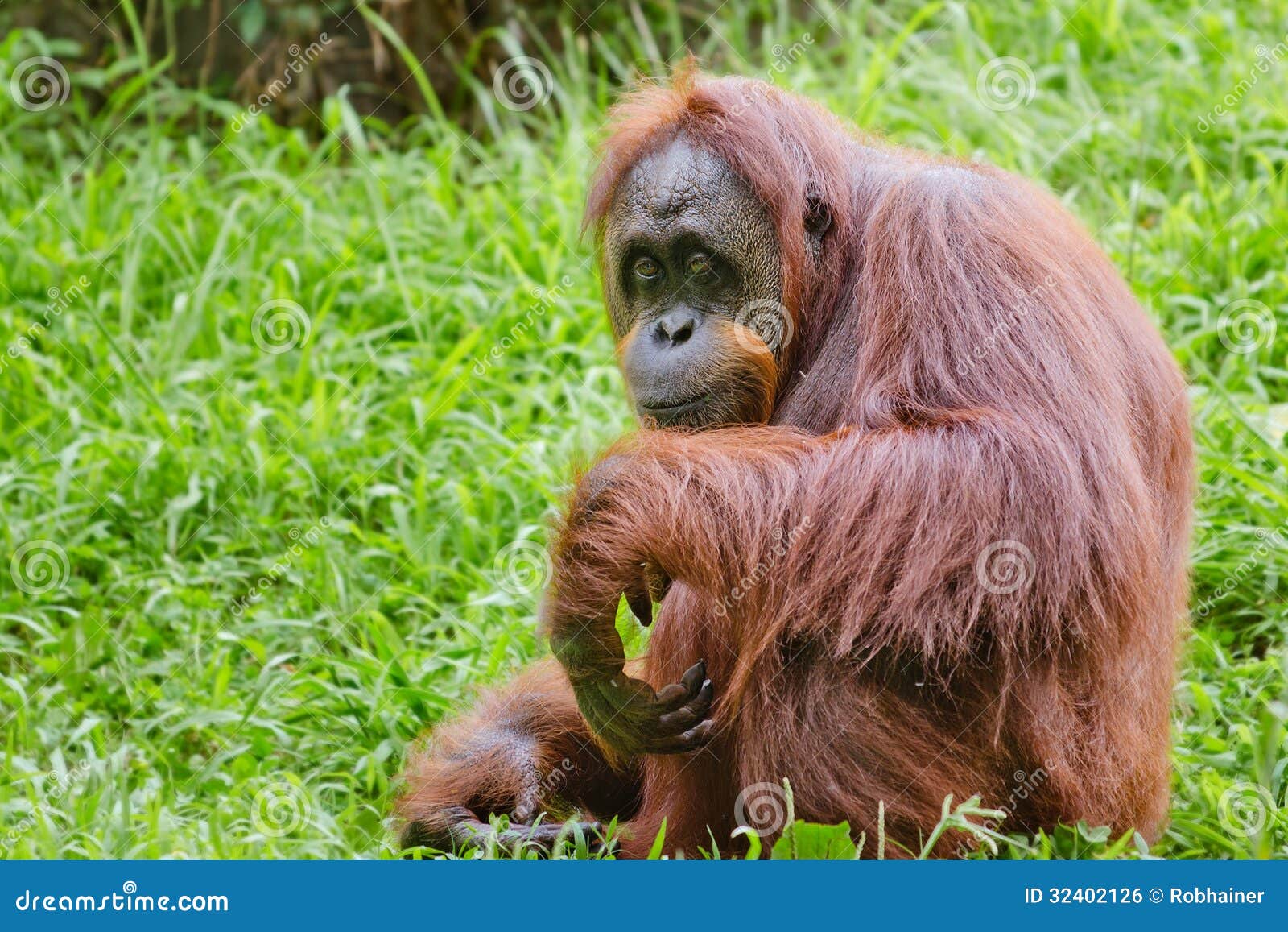 Portrait of Female Orangutan Stock Photo - Image of borneo, orang: 32402126