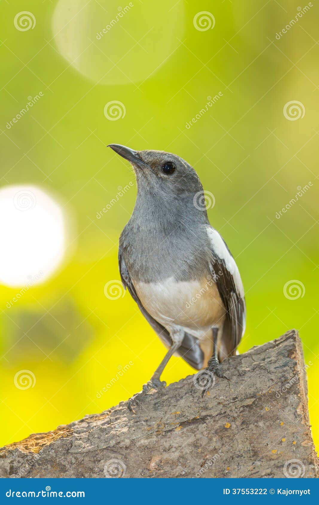 Portrait of Female Oriental Magpie Robin Stock Photo - Image of closeup ...