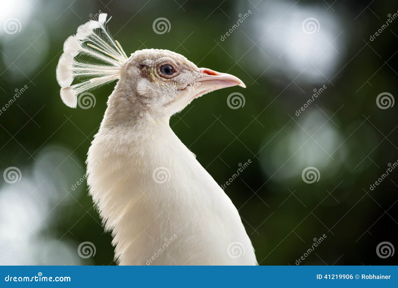 Beautiful Female Peahen Peacock Stock Photos - 290 Images