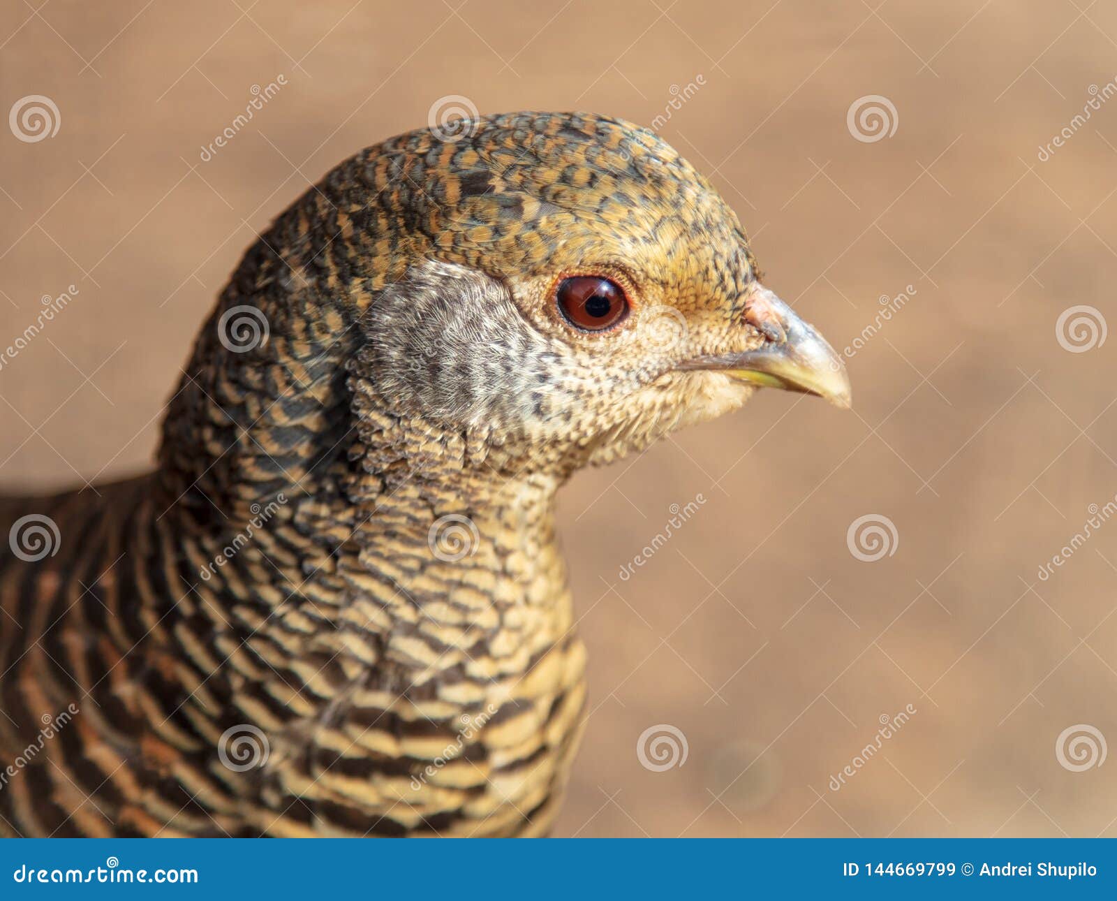 Portrait of a Female Pheasant in Nature Stock Image - Image of male ...
