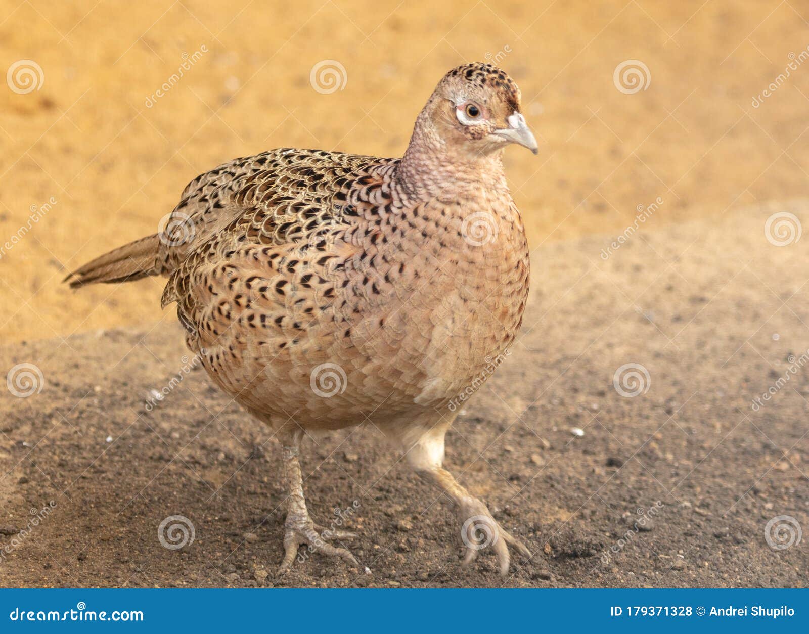 Portrait of a Female Pheasant in a Zoo Stock Photo - Image of nature ...
