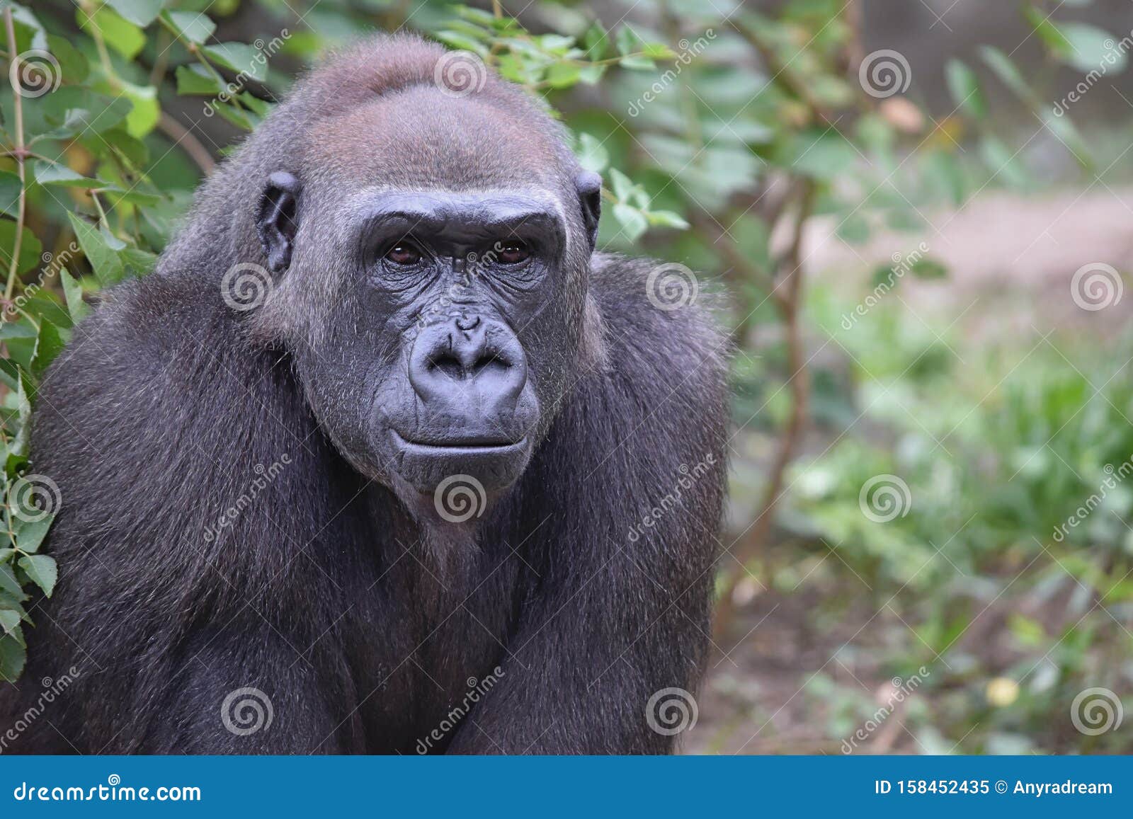 A Portrait of Female Silverback Gorilla. Stock Image - Image of head ...
