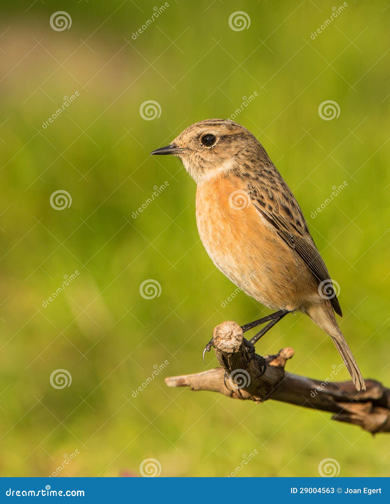Portrait of a Female Stonechat Stock Image - Image of animal, color ...