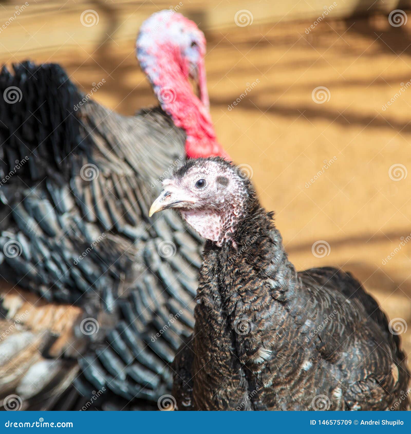 Portrait of a Female Turkey in Nature Stock Image - Image of portrait ...