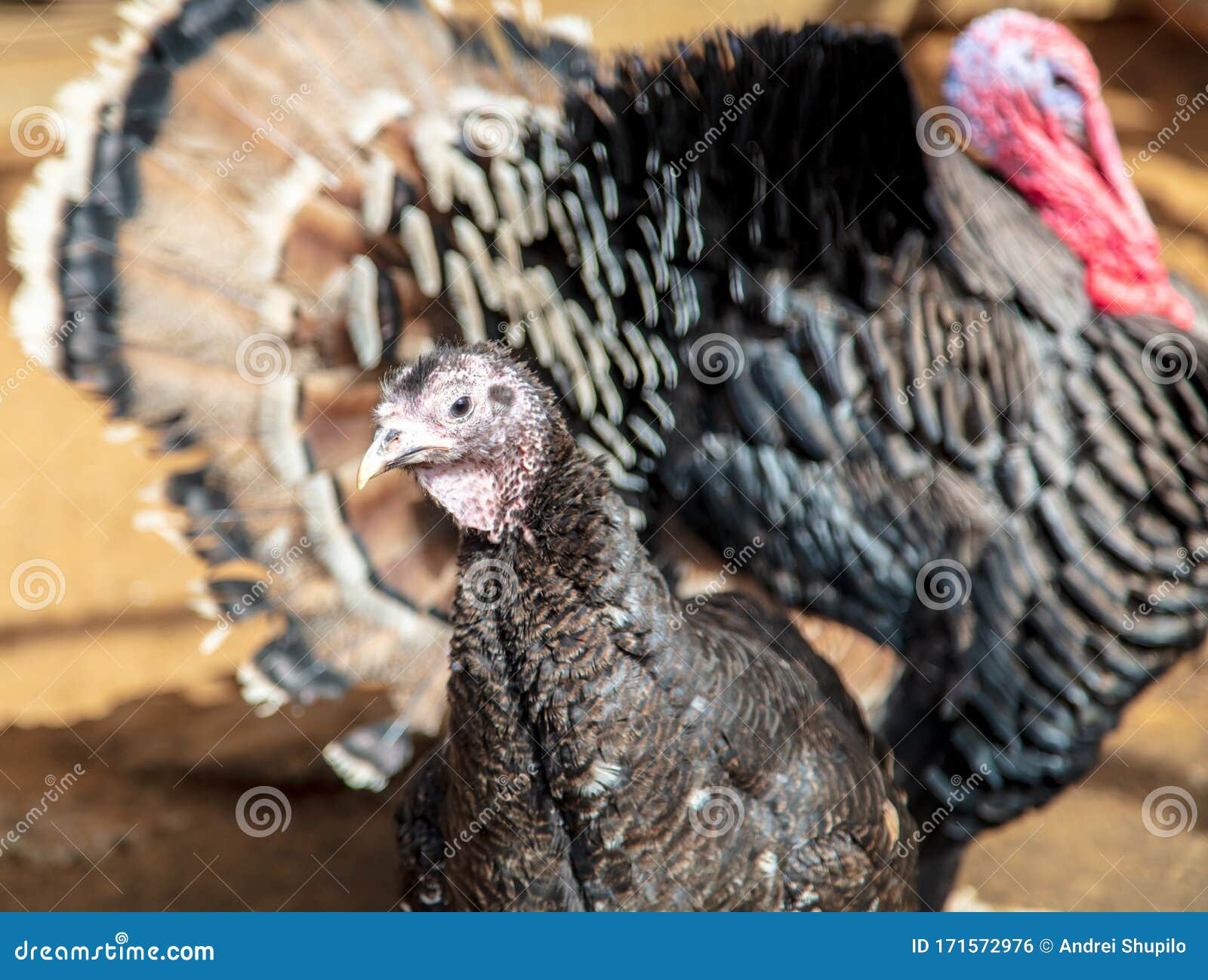 Portrait of a Female Turkey in Nature Stock Photo - Image of white ...