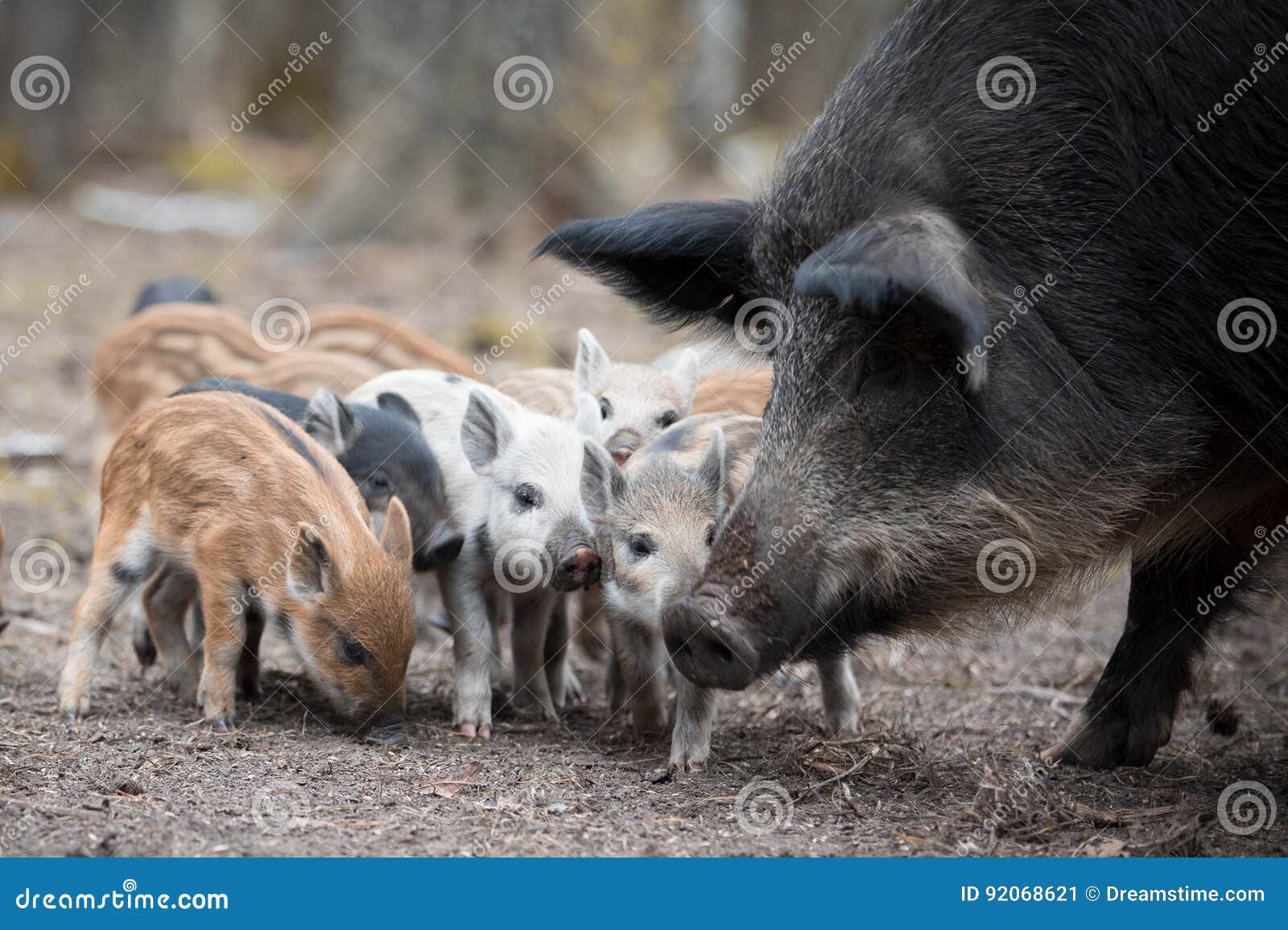 Portrait of a Female Wild Boar with Their Piglets Stock Image - Image ...
