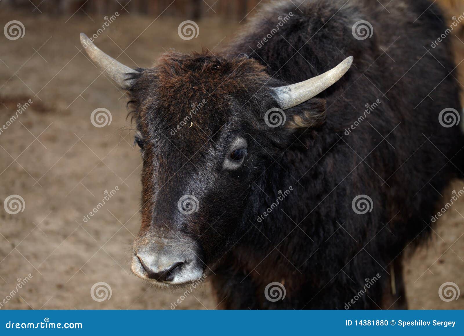 Portrait of a female yak stock photo. Image of female - 14381880