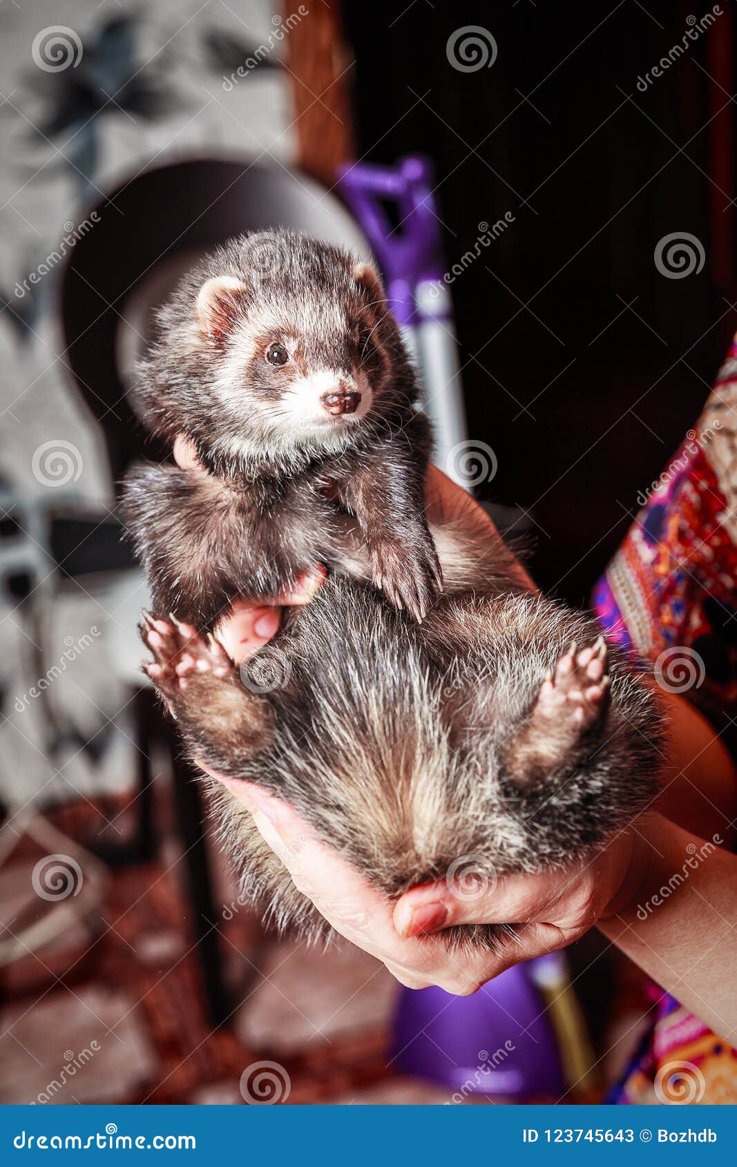 Portrait of Ferret Sitting on Woman`s Hand and Looking Forward. Stock ...