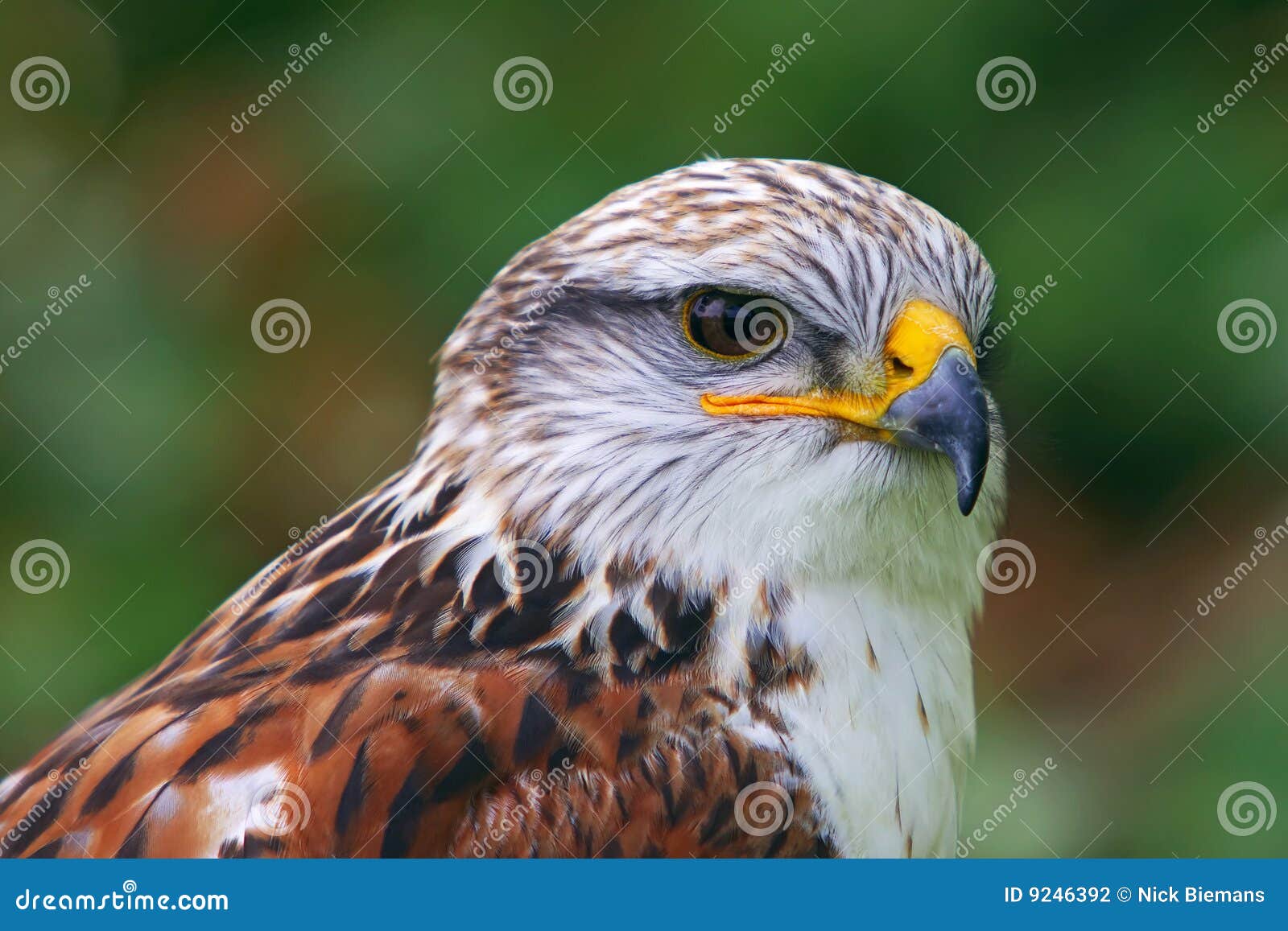 Portrait of the Ferruginous Hawk Stock Photo - Image of raptor, close ...