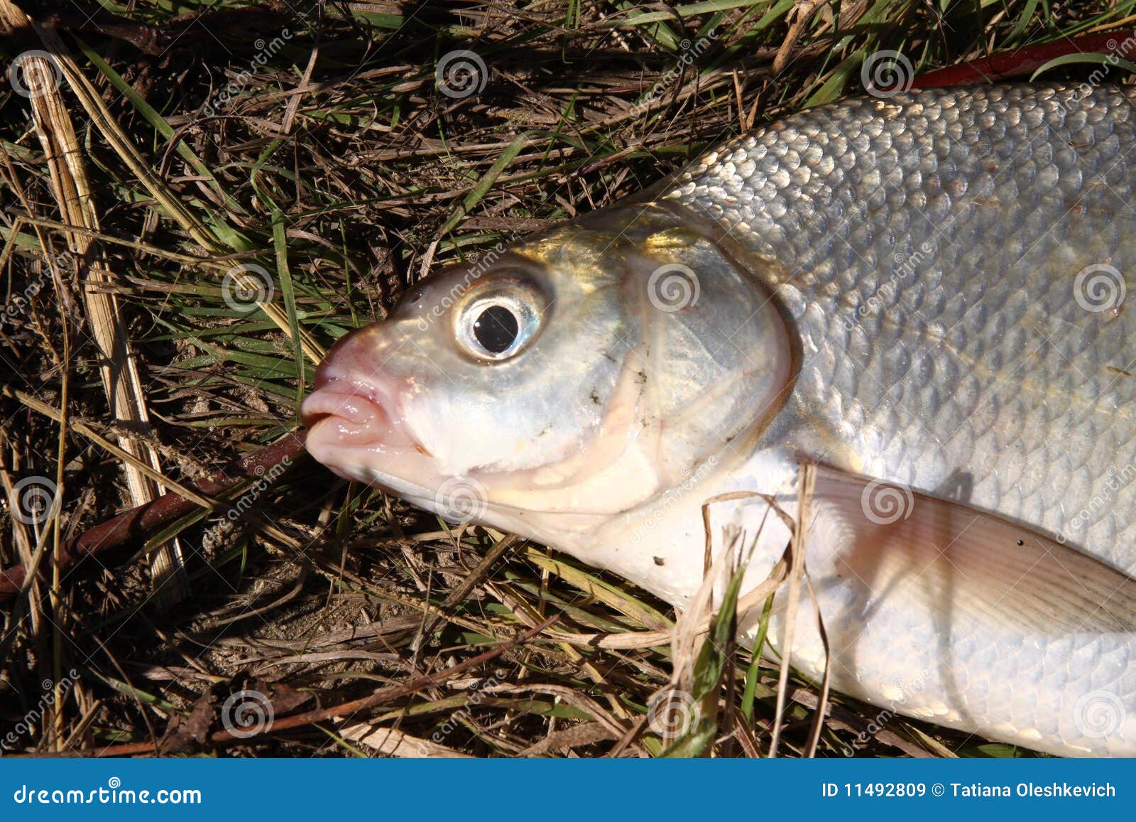 Portrait of Fish on a Grass Stock Image - Image of black, rainbow: 11492809
