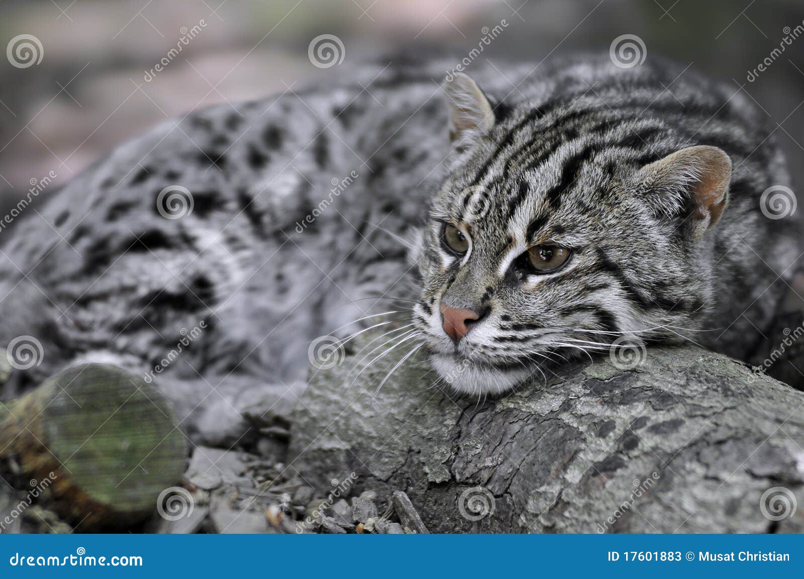 Portrait of fishing cat stock image. Image of whiskers - 17601883