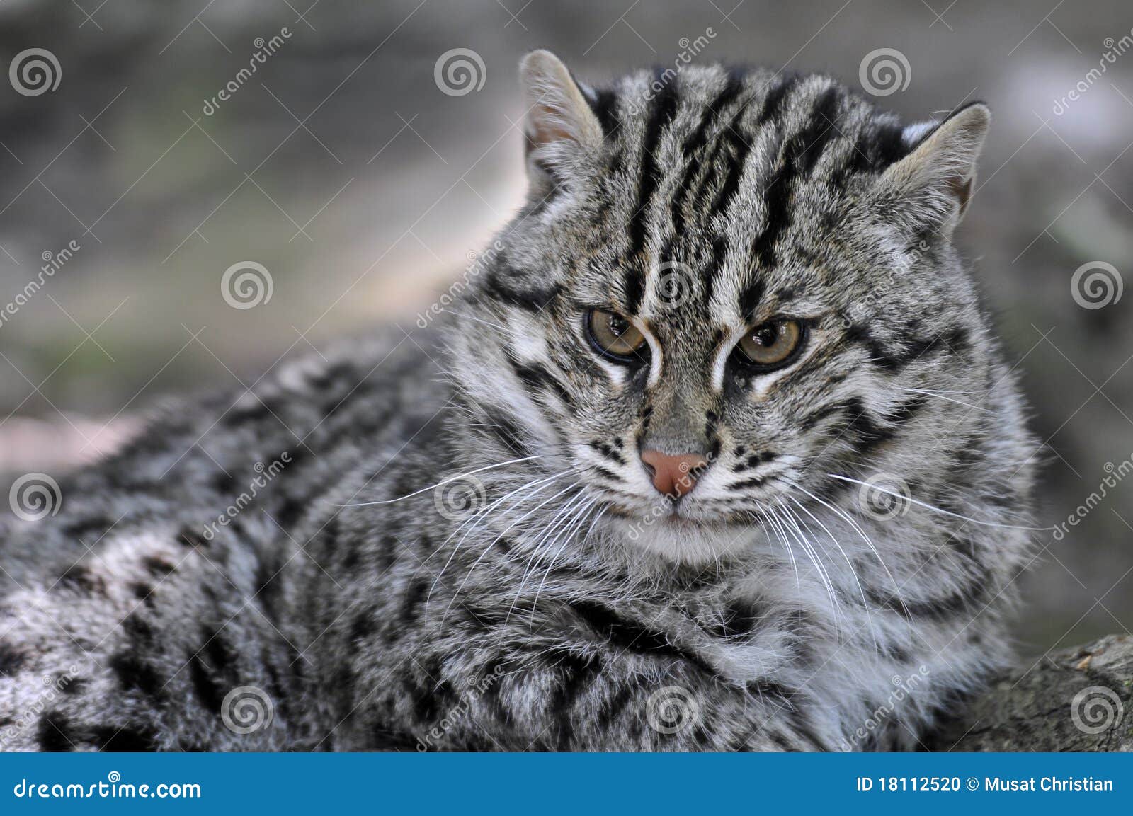 Portrait of fishing cat stock photo. Image of coat, asia - 18112520