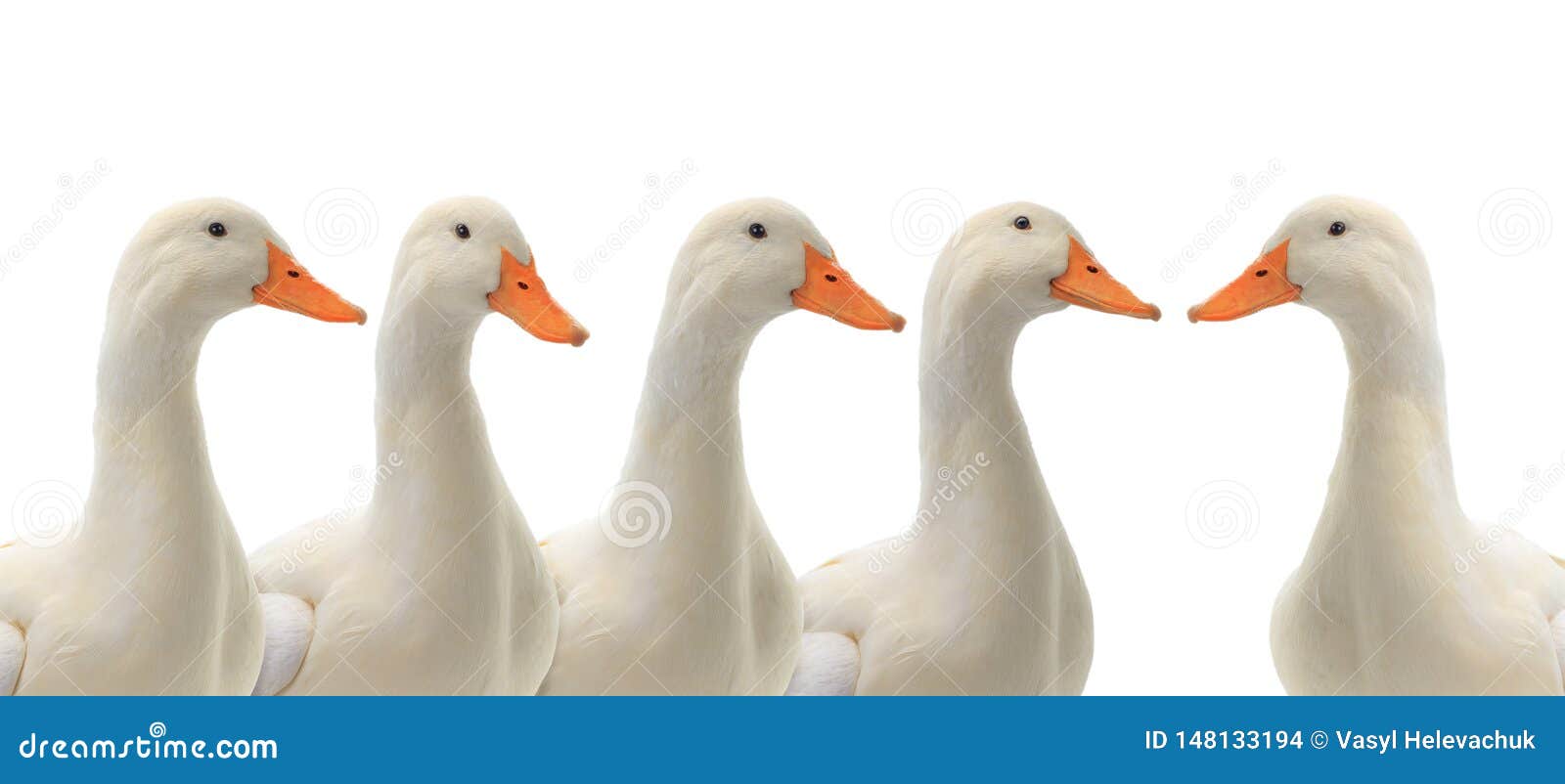 Portrait Five Ducks Isolated on White Stock Photo - Image of ducks ...