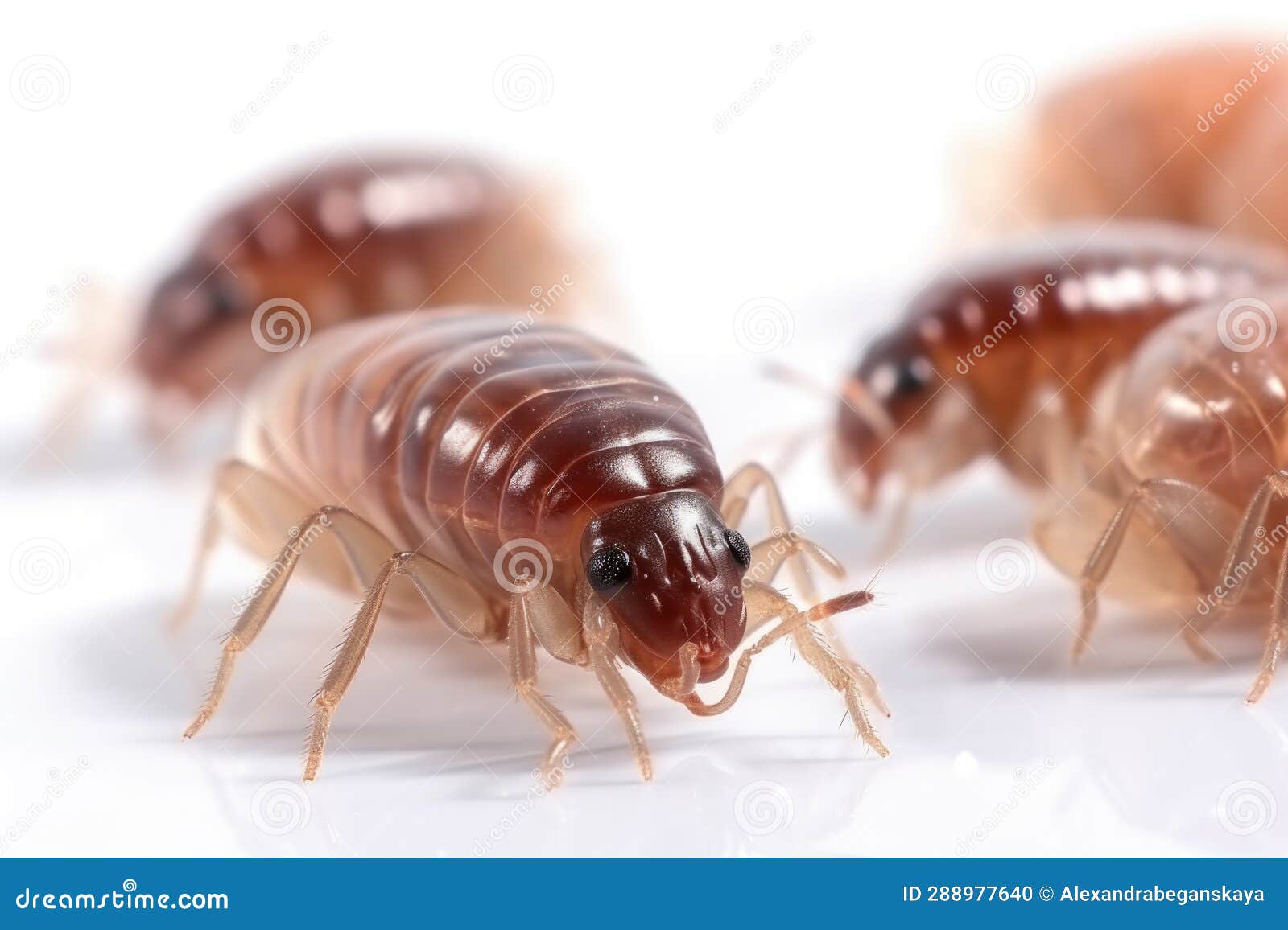 Portrait of a Flea Close-up, Isolated on a White Background Stock ...