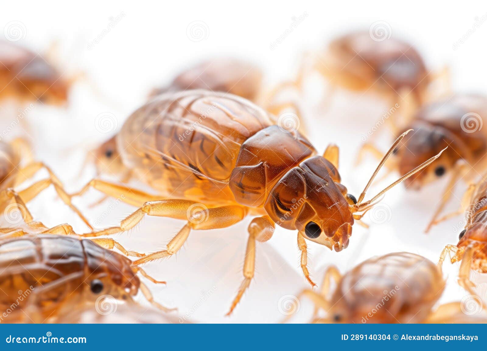 Portrait of a Flea Close-up, Isolated on a White Background Stock ...