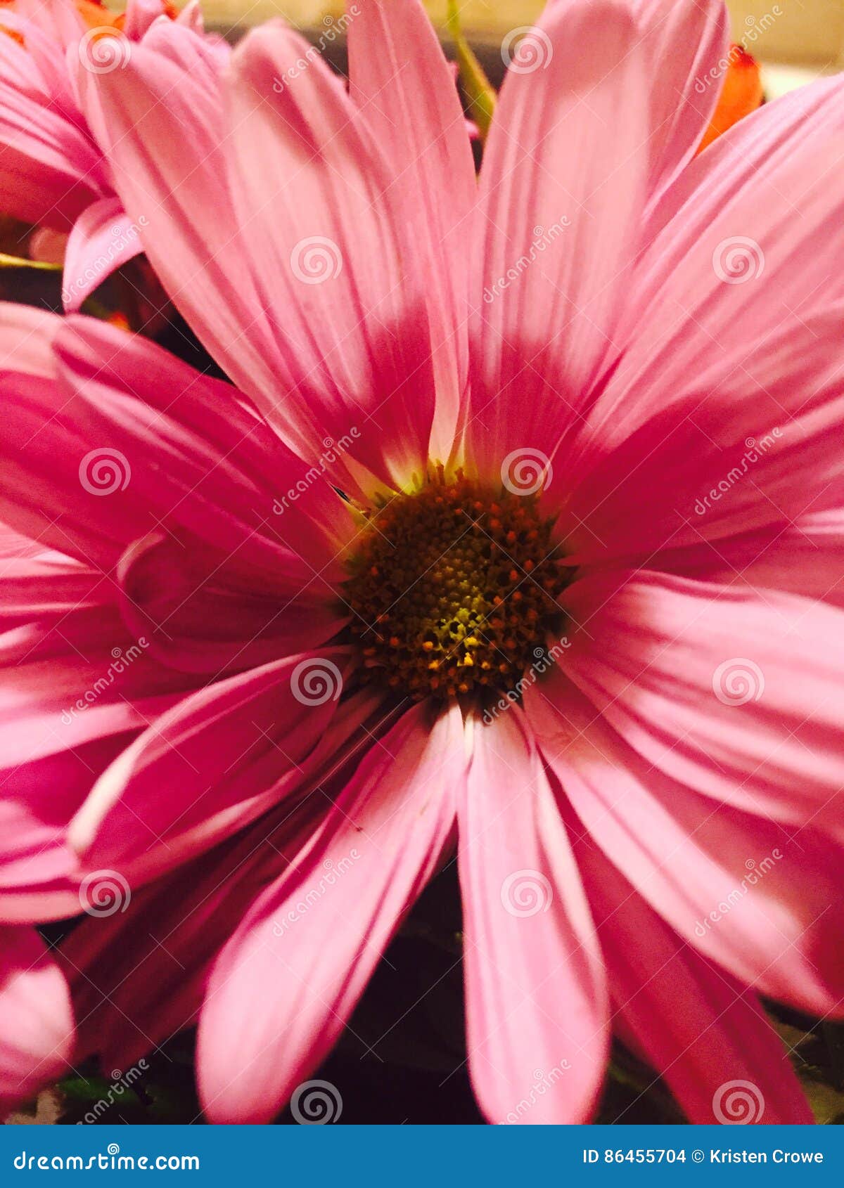 Portrait of a flower. stock photo. Image of petals, nature - 86455704