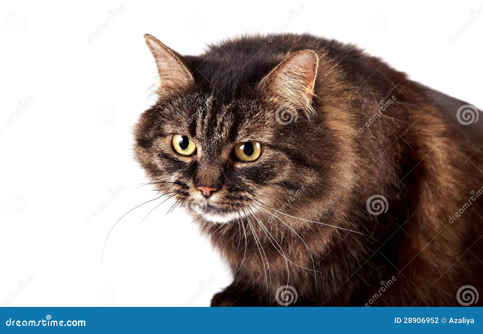 Portrait of a Fluffy Angry Cat Stock Photo - Image of friendship, young ...