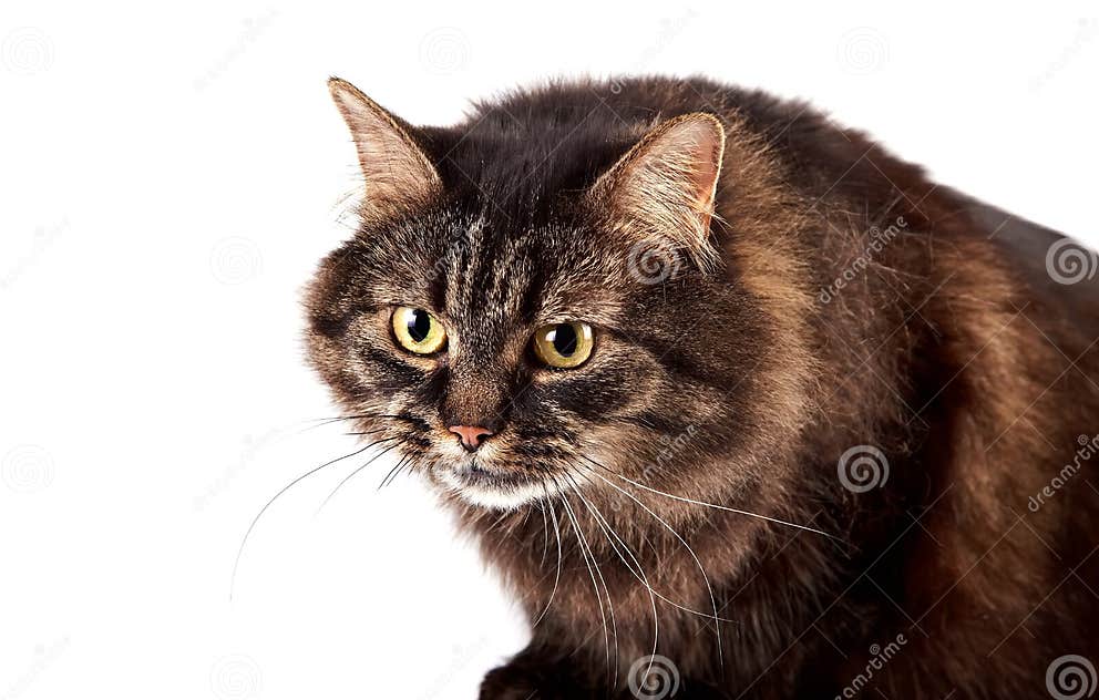 Portrait of a Fluffy Angry Cat Stock Photo - Image of friendship, young ...