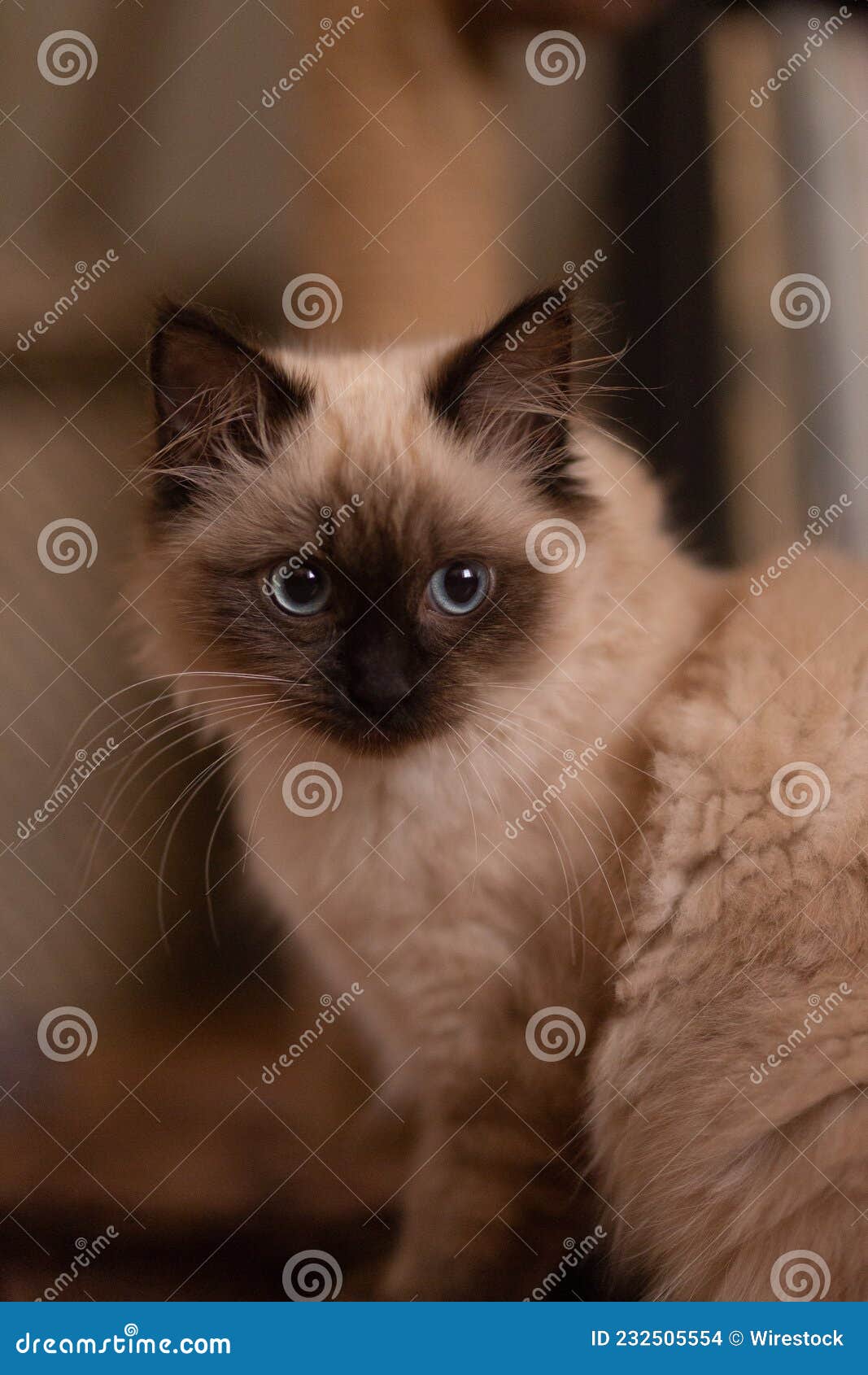 Portrait of a Fluffy Birman Cat with Big Expressive Eyes Stock Photo ...