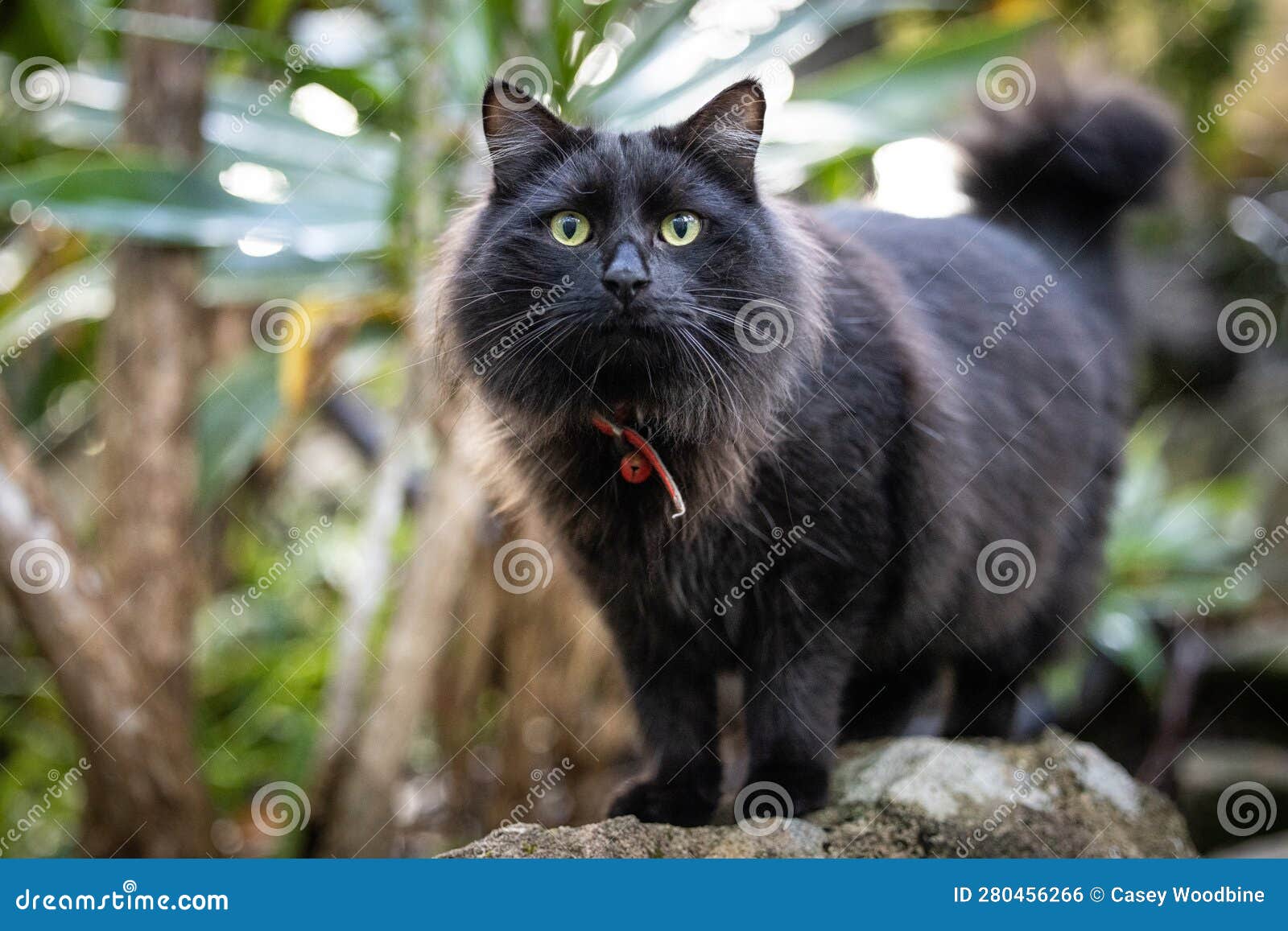 Portrait of a Fluffy Black Cat Exploring a Lush Tropical Garden Stock ...
