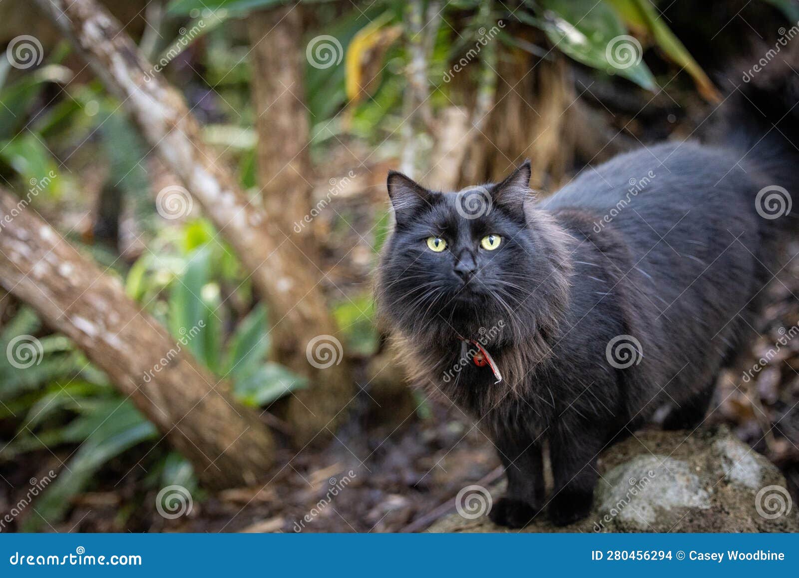 Portrait of a Fluffy Black Cat Exploring a Lush Tropical Garden Stock ...