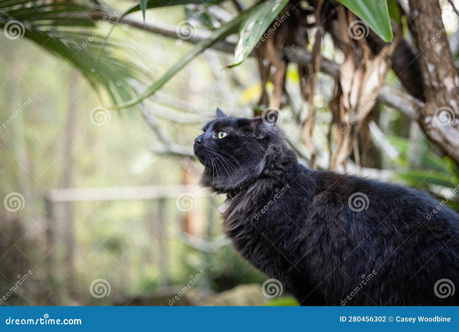 Portrait of a Fluffy Black Cat Exploring a Lush Tropical Garden Stock ...
