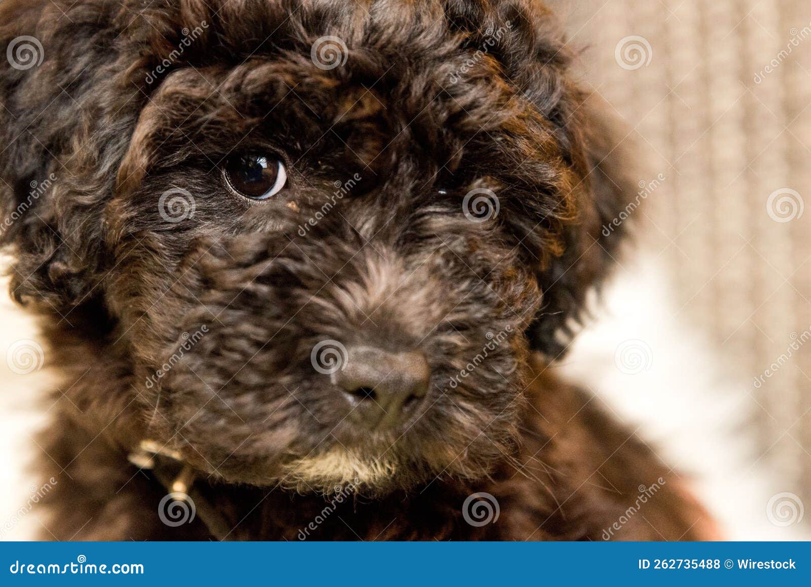 Portrait of a Fluffy Black Poodle Dog Stock Photo - Image of lovely ...