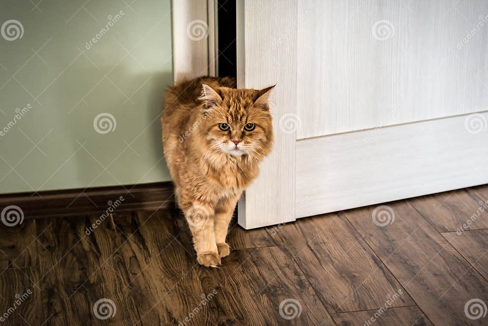 Fluffy ginger red cat stock photo. Image of kitten, mammal - 251864714