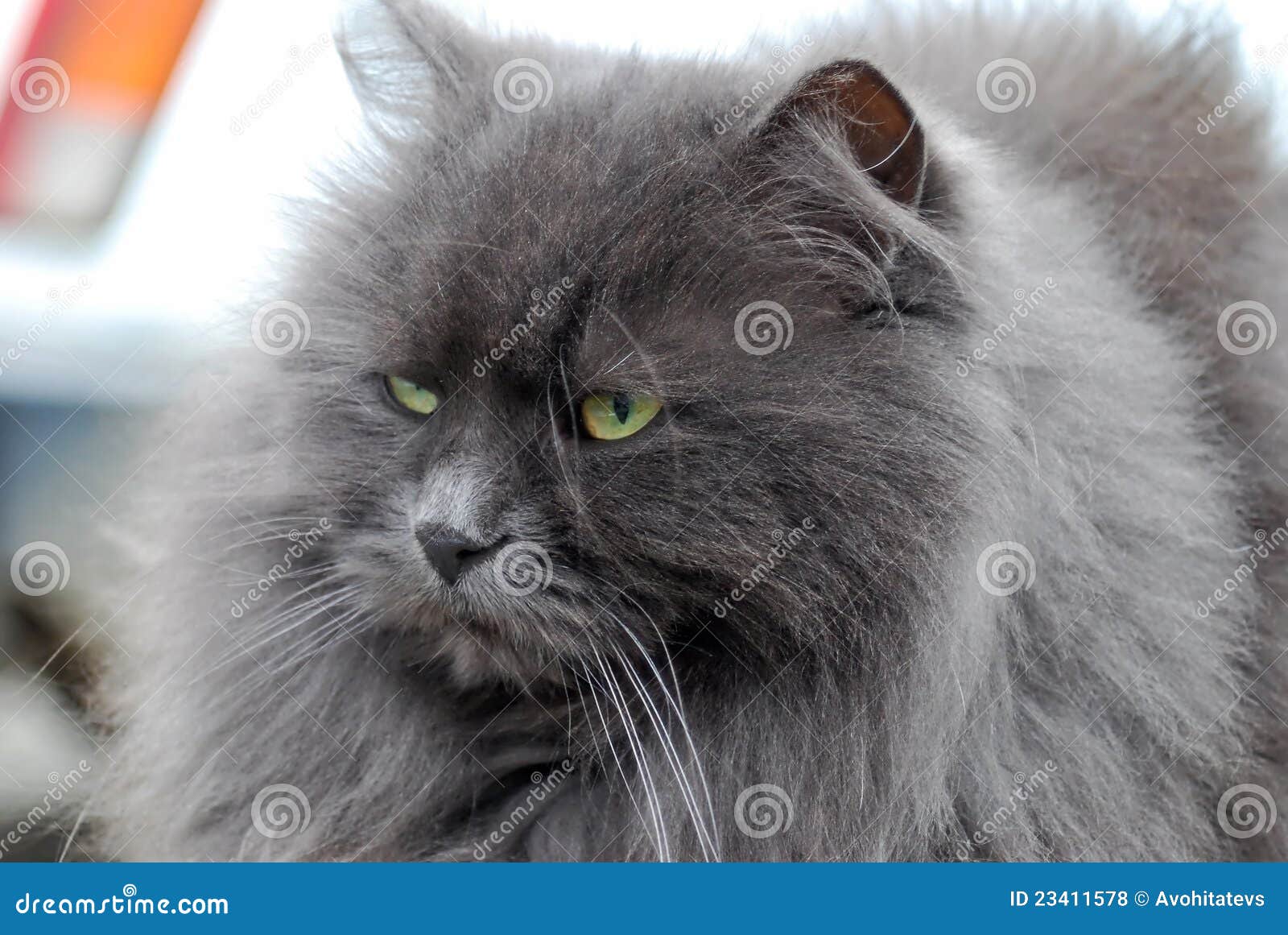 Portrait of a Fluffy Gray Cat Stock Photo - Image of think, mammal ...