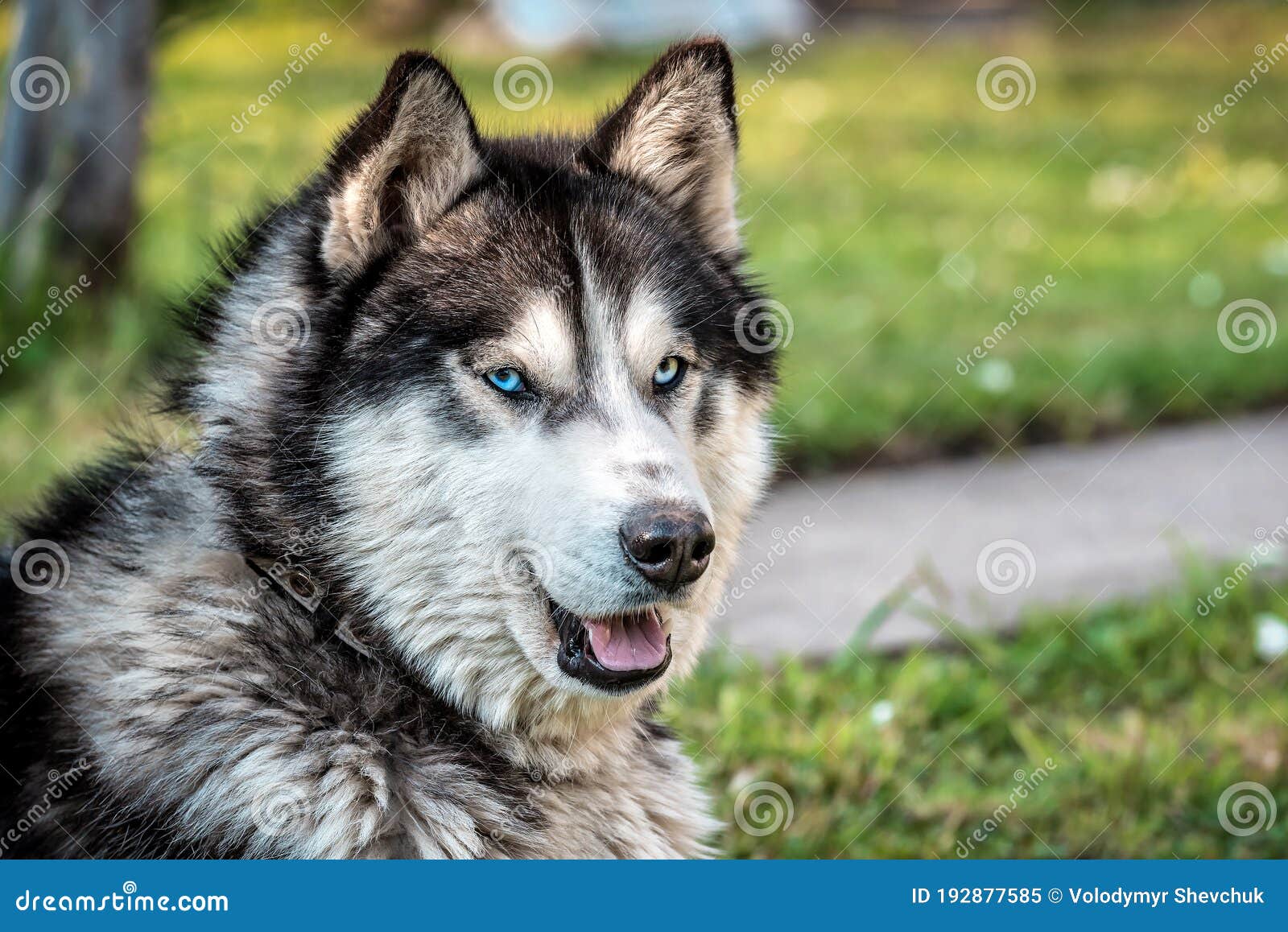 Portrait of fluffy husky stock image. Image of purebred - 192877585