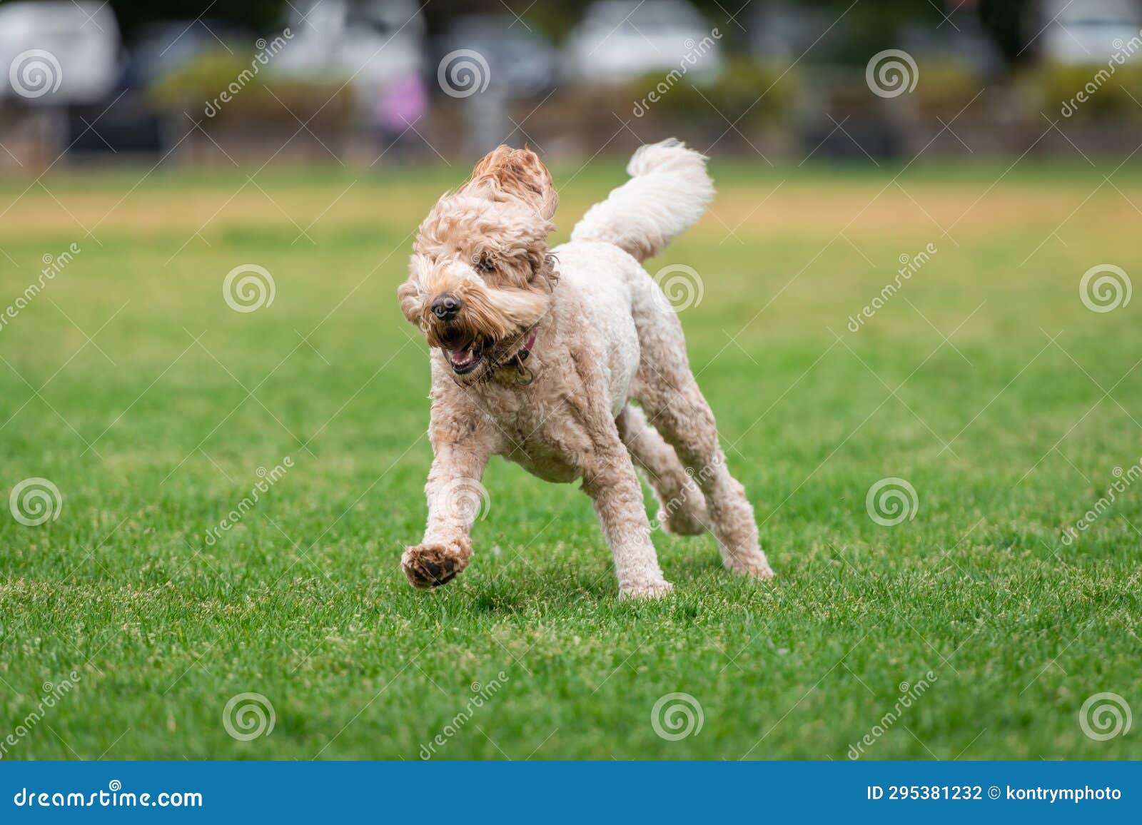 Portrait of a Fluffy Poodle Running in the Park Stock Photo - Image of ...