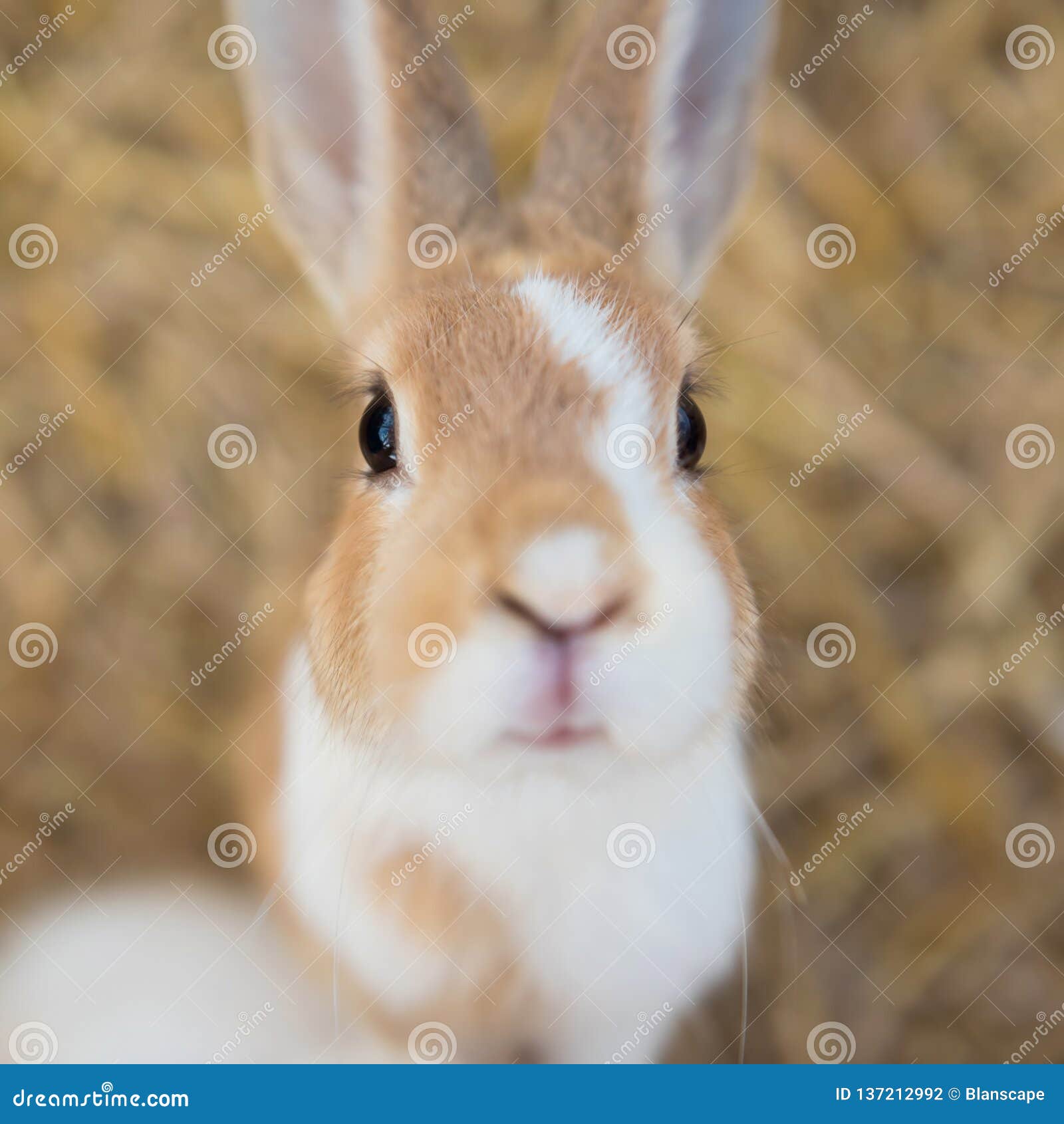 Portrait of Fluffy Rabbit by Top View Stock Photo - Image of hair ...