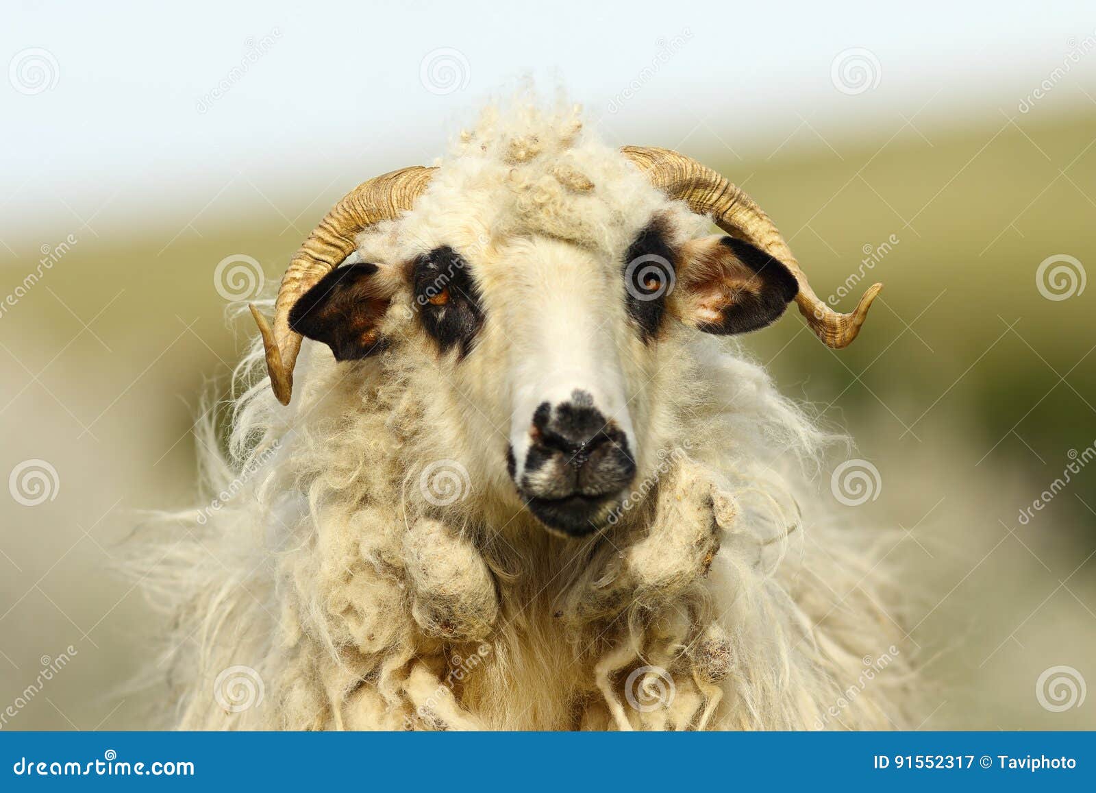 Portrait of fluffy ram stock image. Image of animal, domestic - 91552317