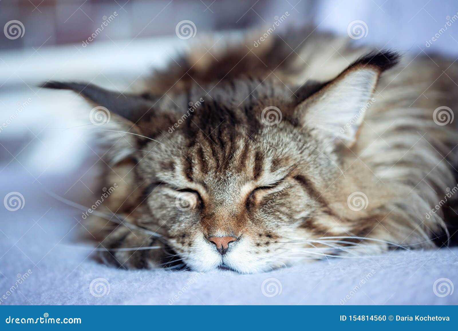 Portrait of Fluffy Sleeping Cat Stock Photo - Image of kitty, portrait ...