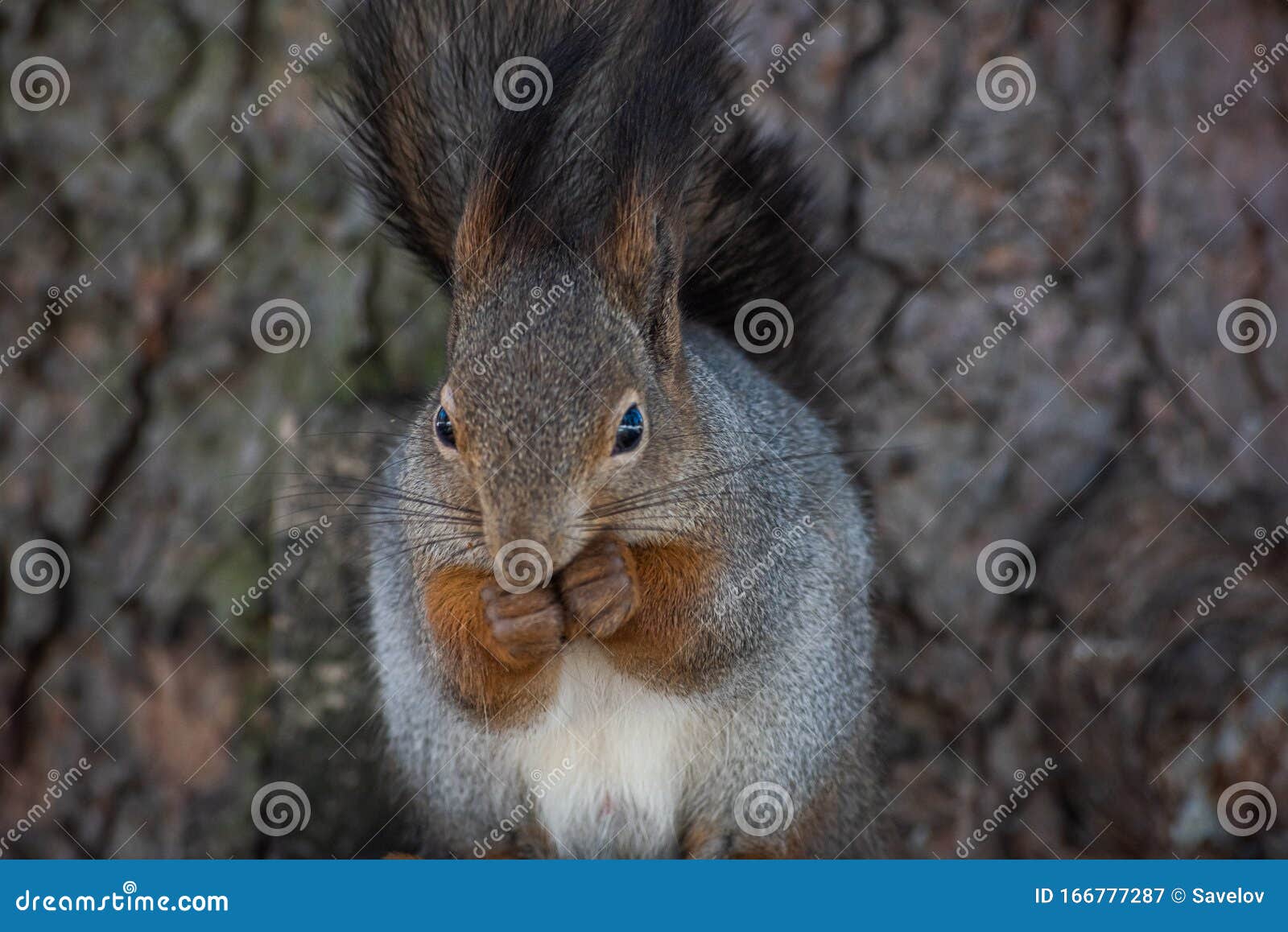 Portrait Fluffy Squirrel Crunch a Nut in the Winter Stock Image - Image ...