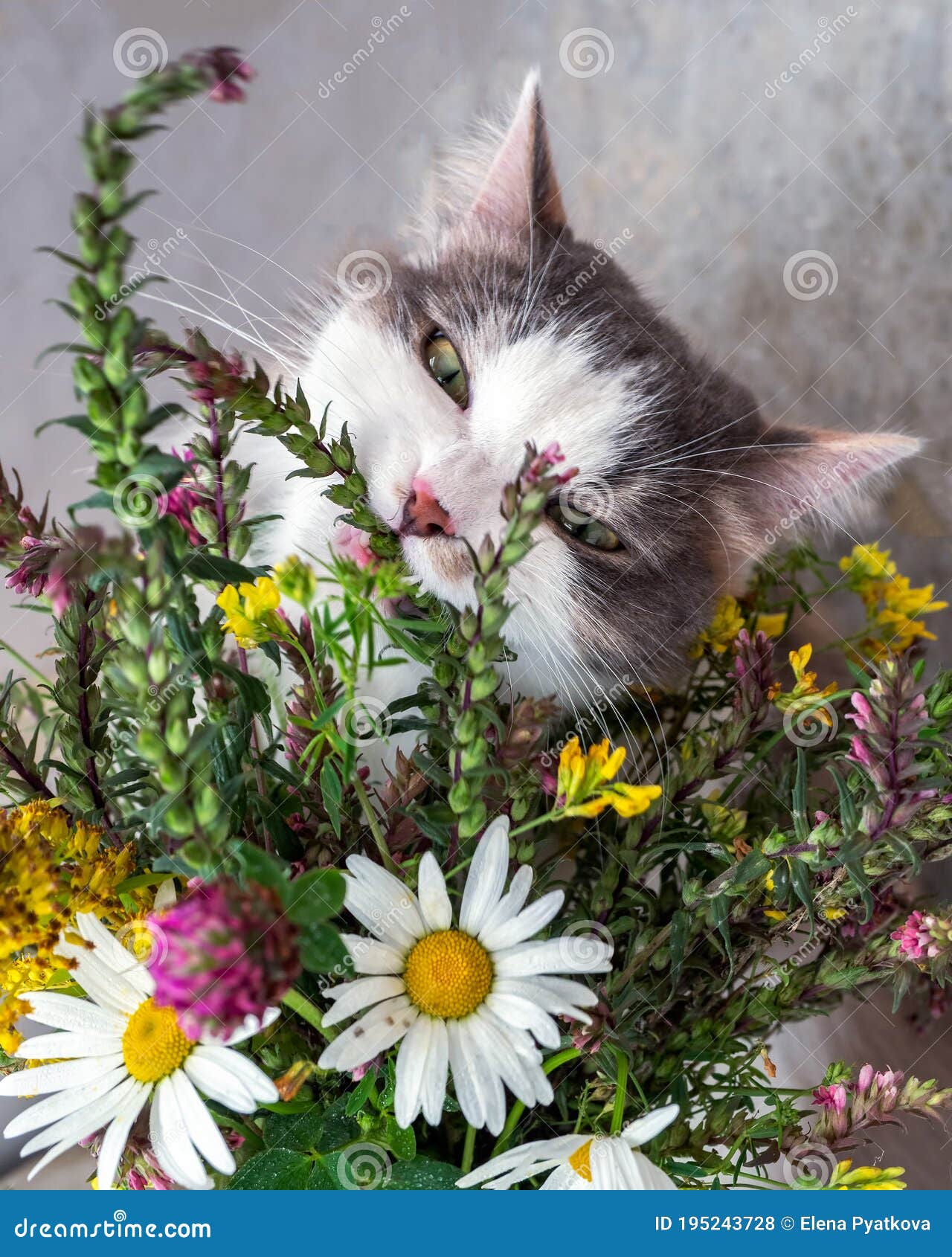 Portrait of a Fluffy Tortoiseshell Cat Biting Flowers Stock Photo ...