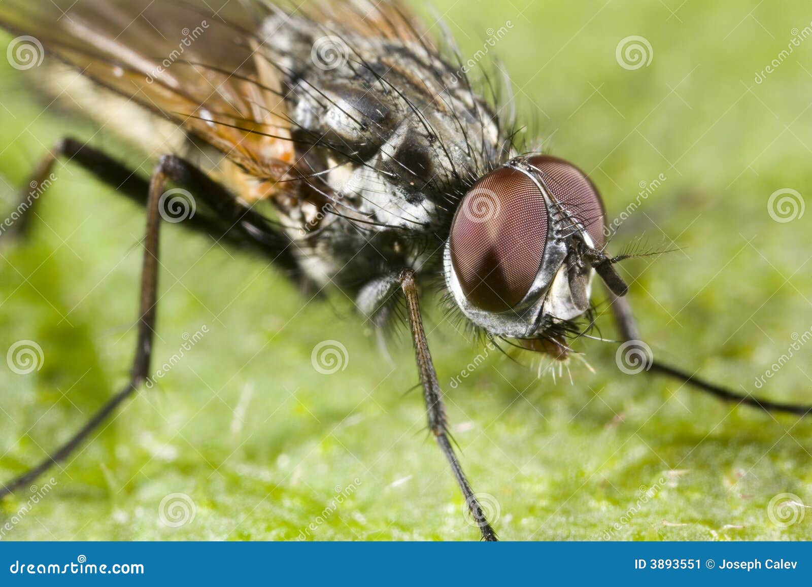 Portrait of a fly stock image. Image of detail, creepy - 3893551