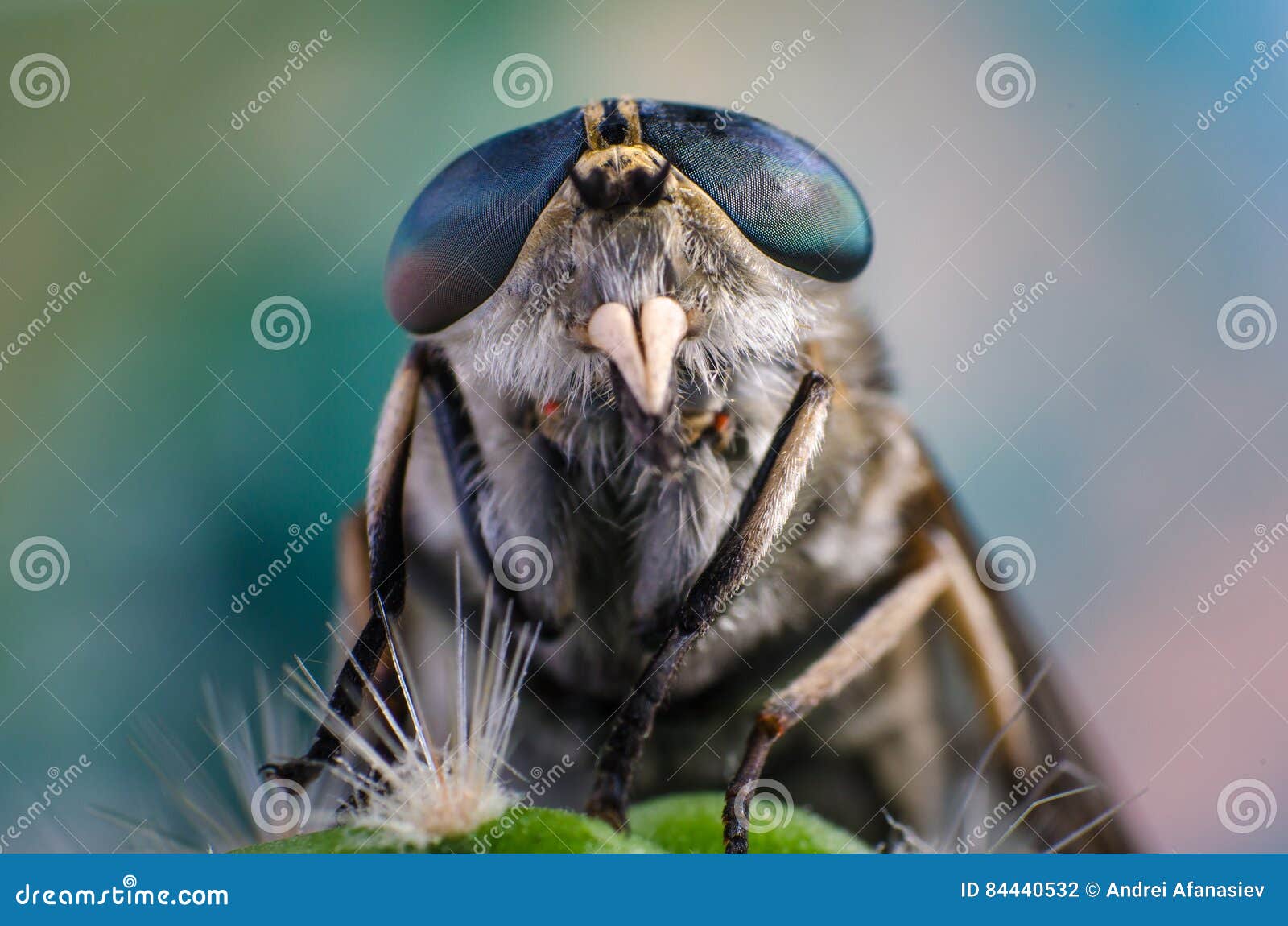 Portrait of a fly close up stock photo. Image of creepy - 84440532
