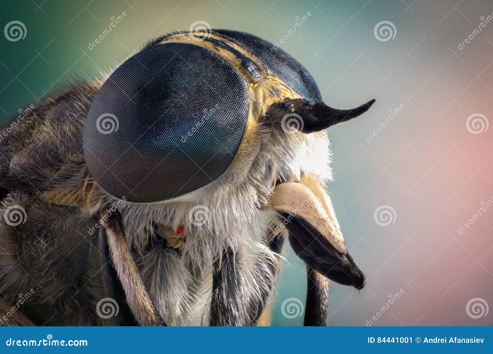 Portrait of a fly close up stock image. Image of close - 84441001