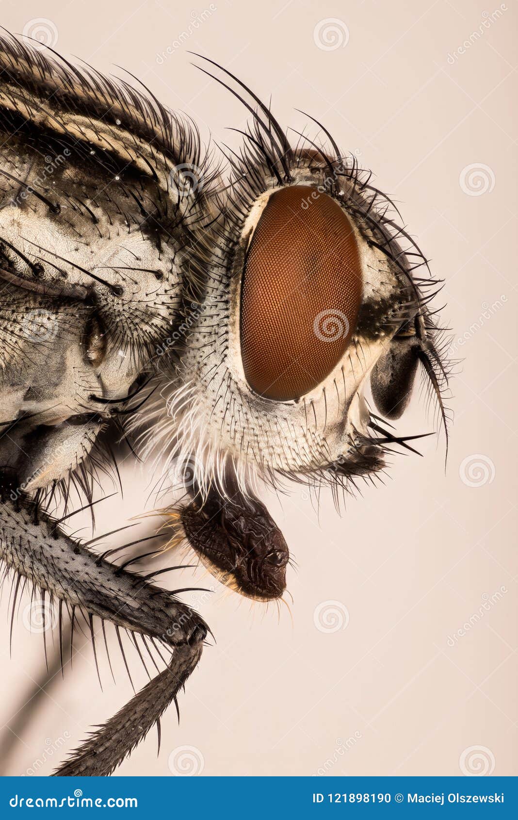 Portrait of Fly, Flies stock photo. Image of hover, animal - 121898190