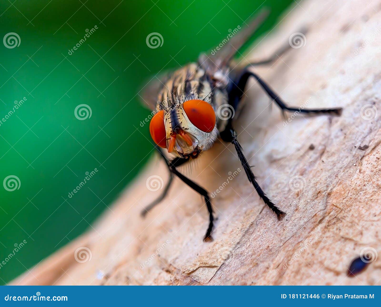 A Potrait of a Fly from the Front Appears To Be the Focus of the Fly ...